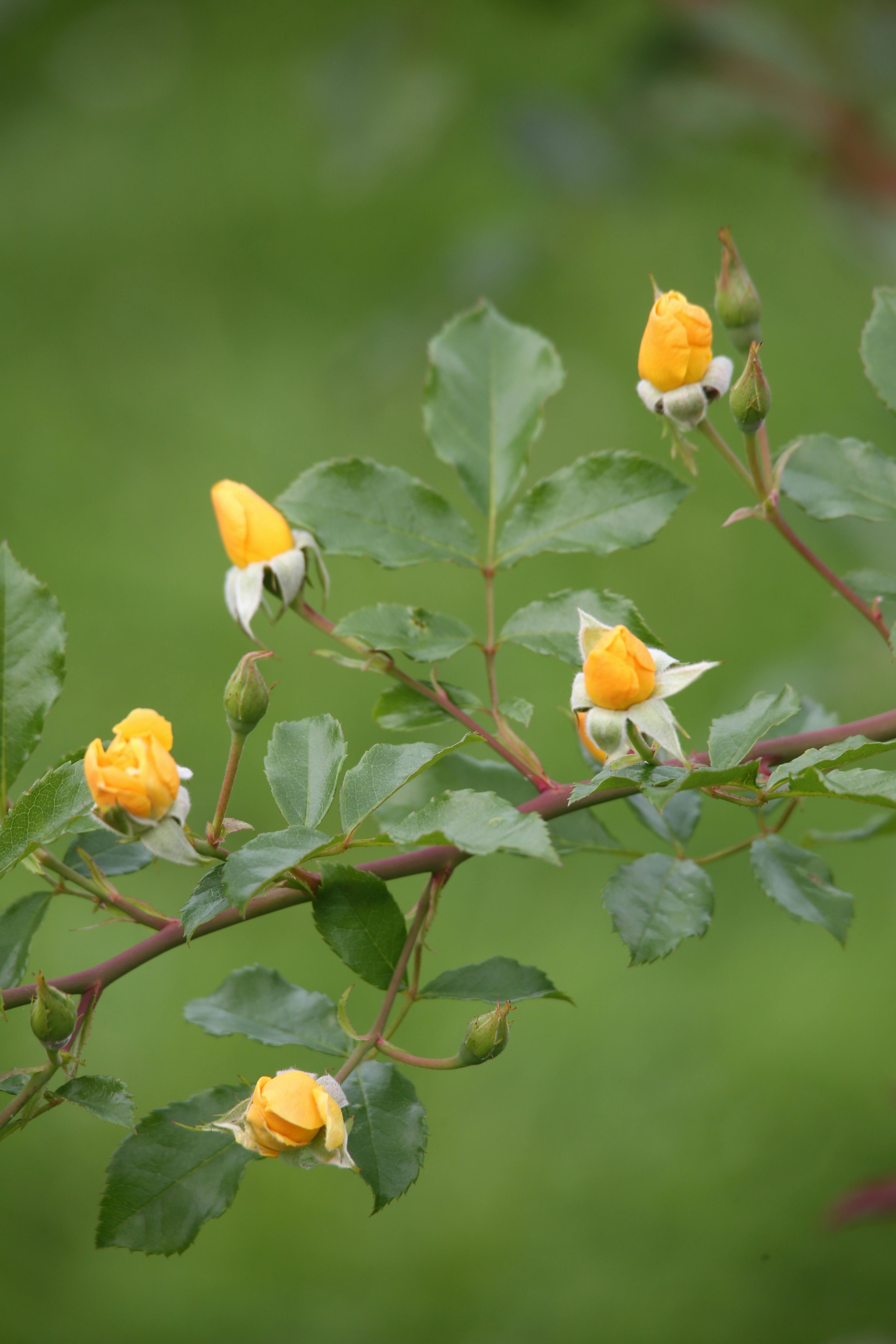 Vibrant Yellow Rosebuds on a Green Background · Free Stock Photo