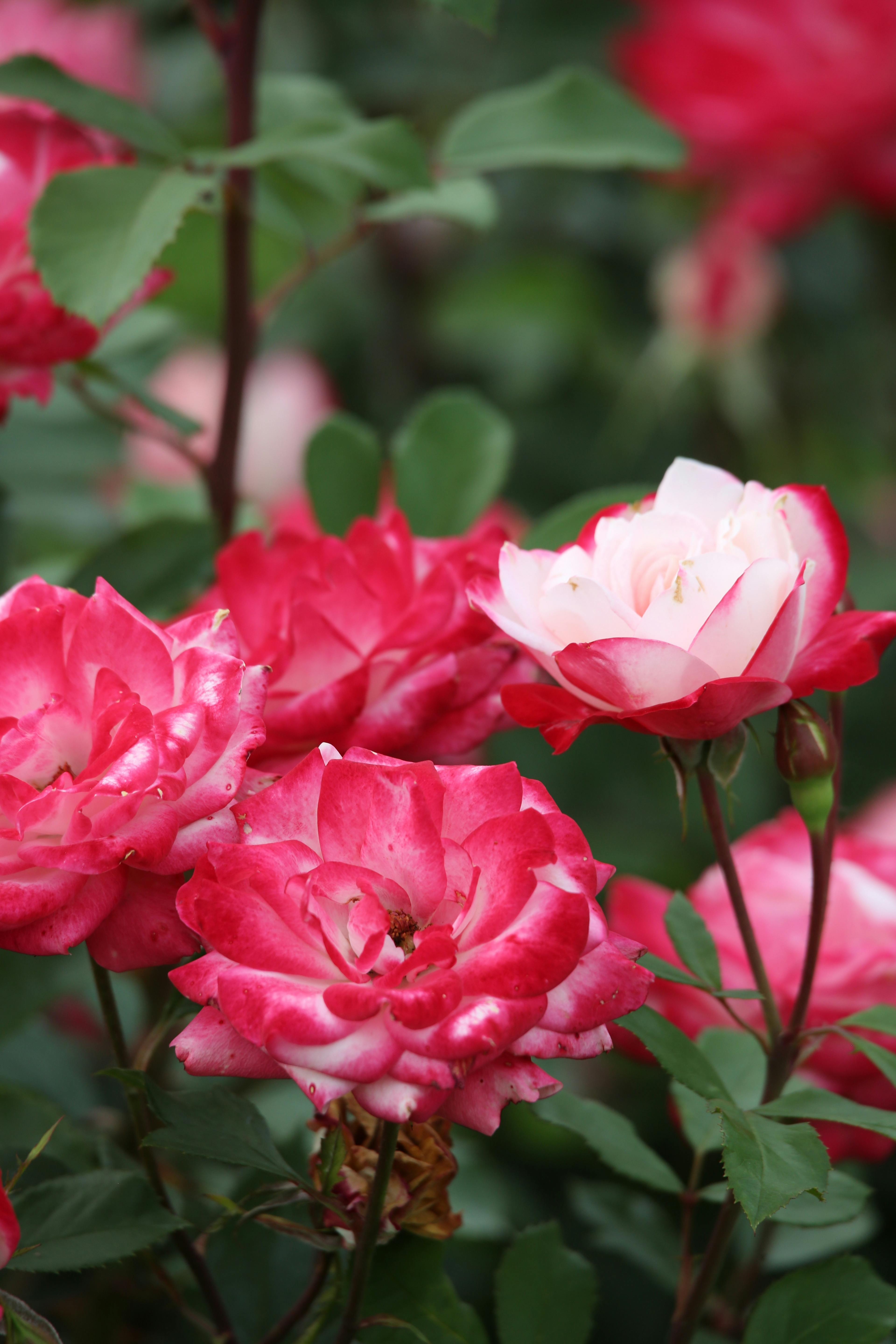 Vibrant Pink and White Roses in Bloom · Free Stock Photo