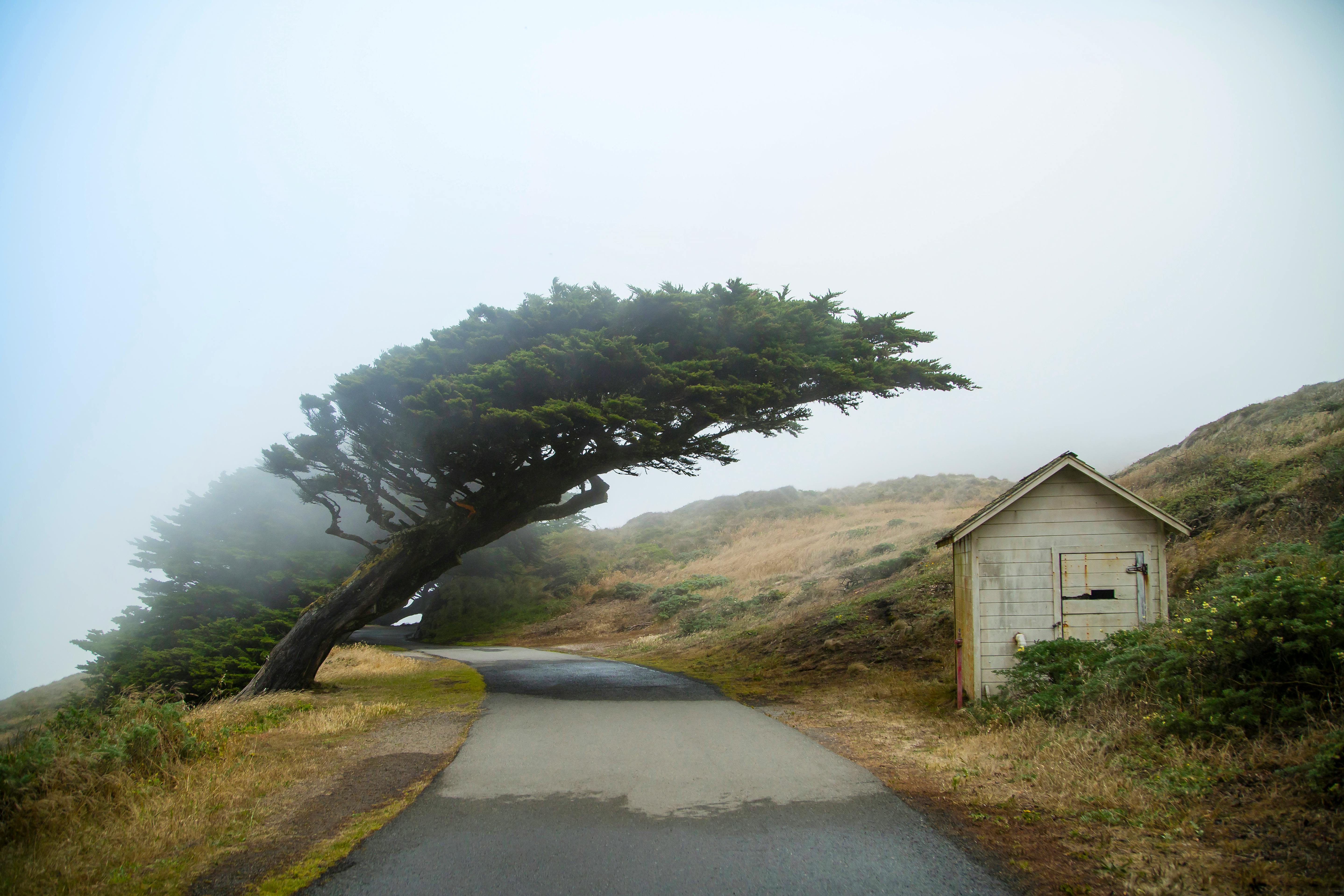 Wind-swept Cypress on California Coast · Free Stock Photo