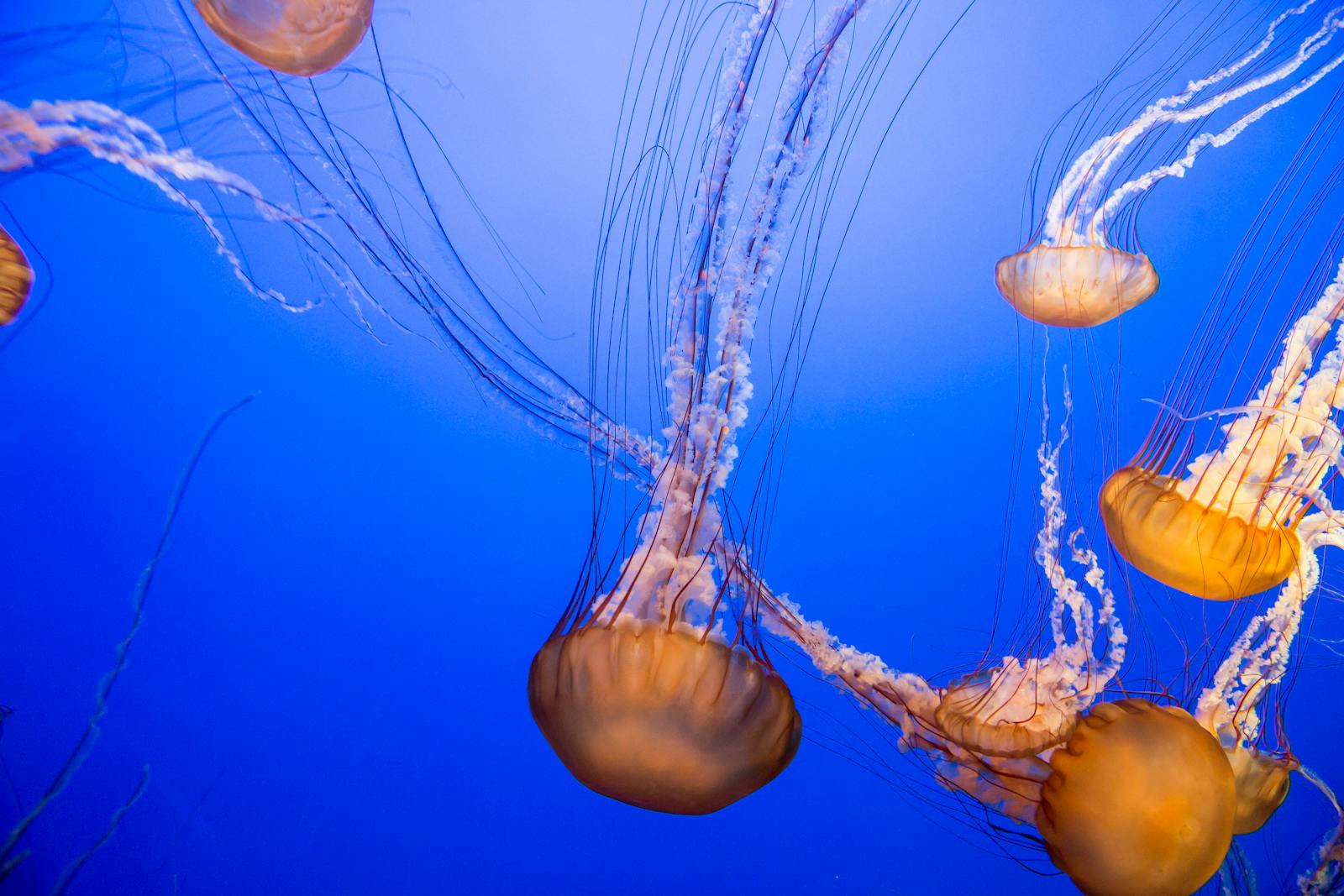 Jelly Photos, Download The BEST Free Jelly Stock Photos & HD Images