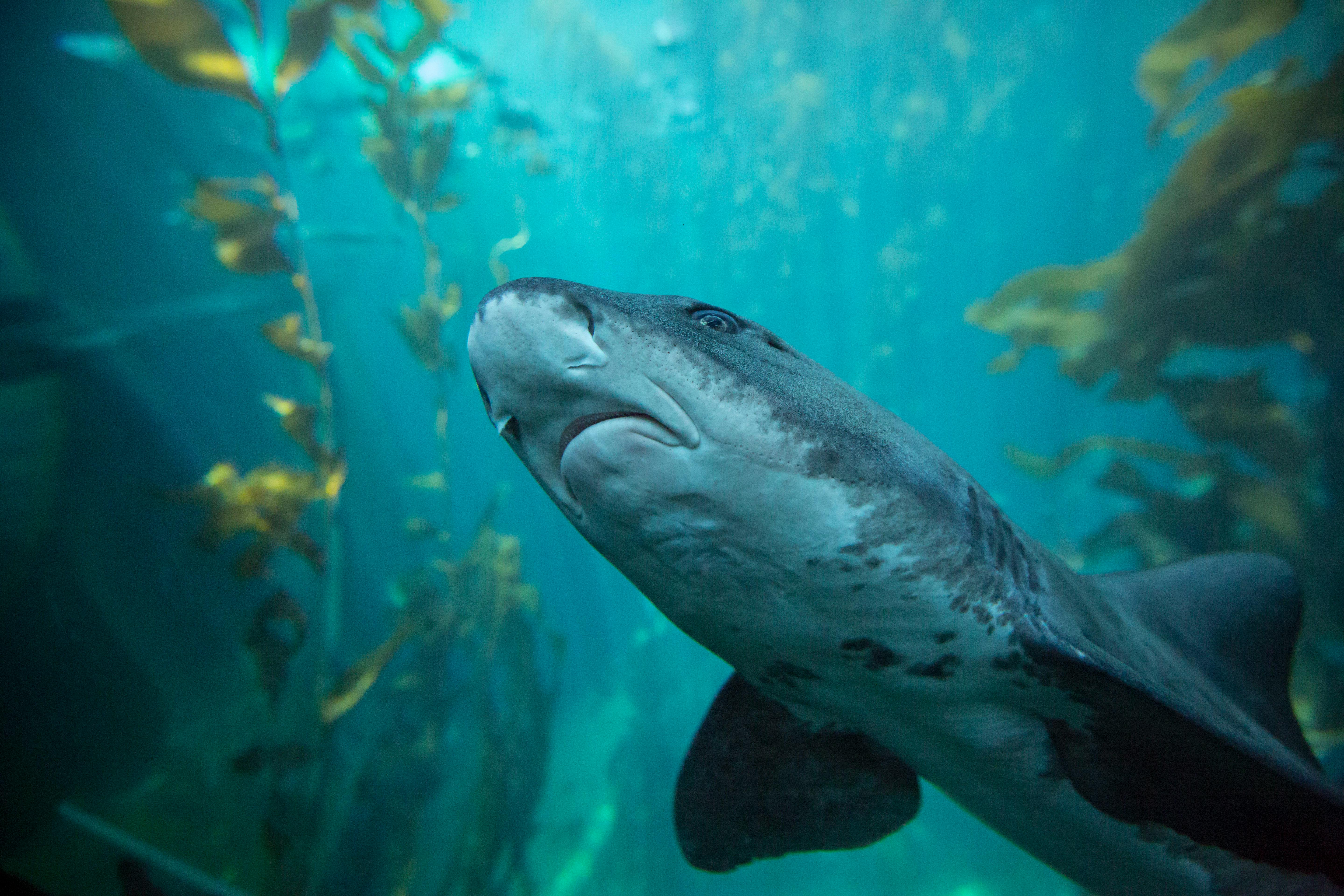Close-up of Shark in Underwater Kelp Forest · Free Stock Photo