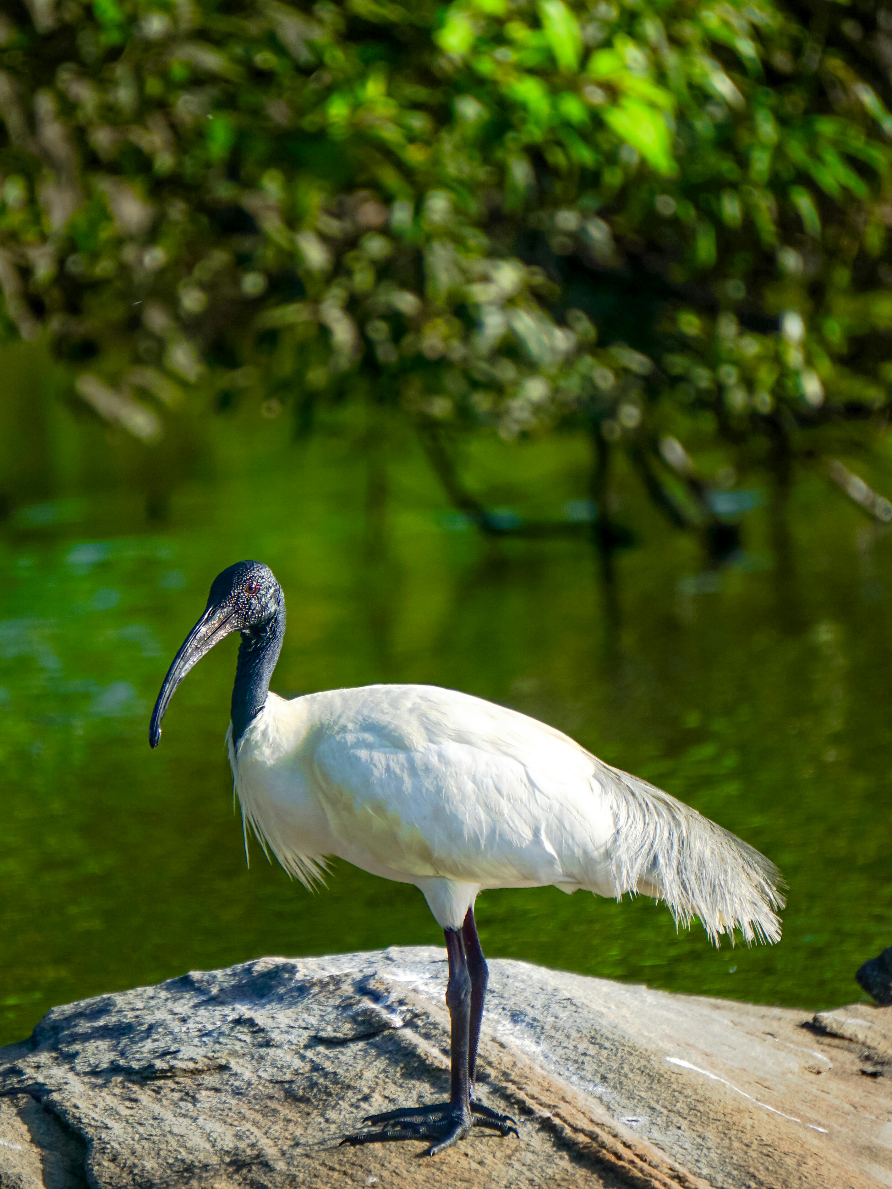 Indian Black-headed Ibis by Water in Srirangapatna · Free Stock Photo