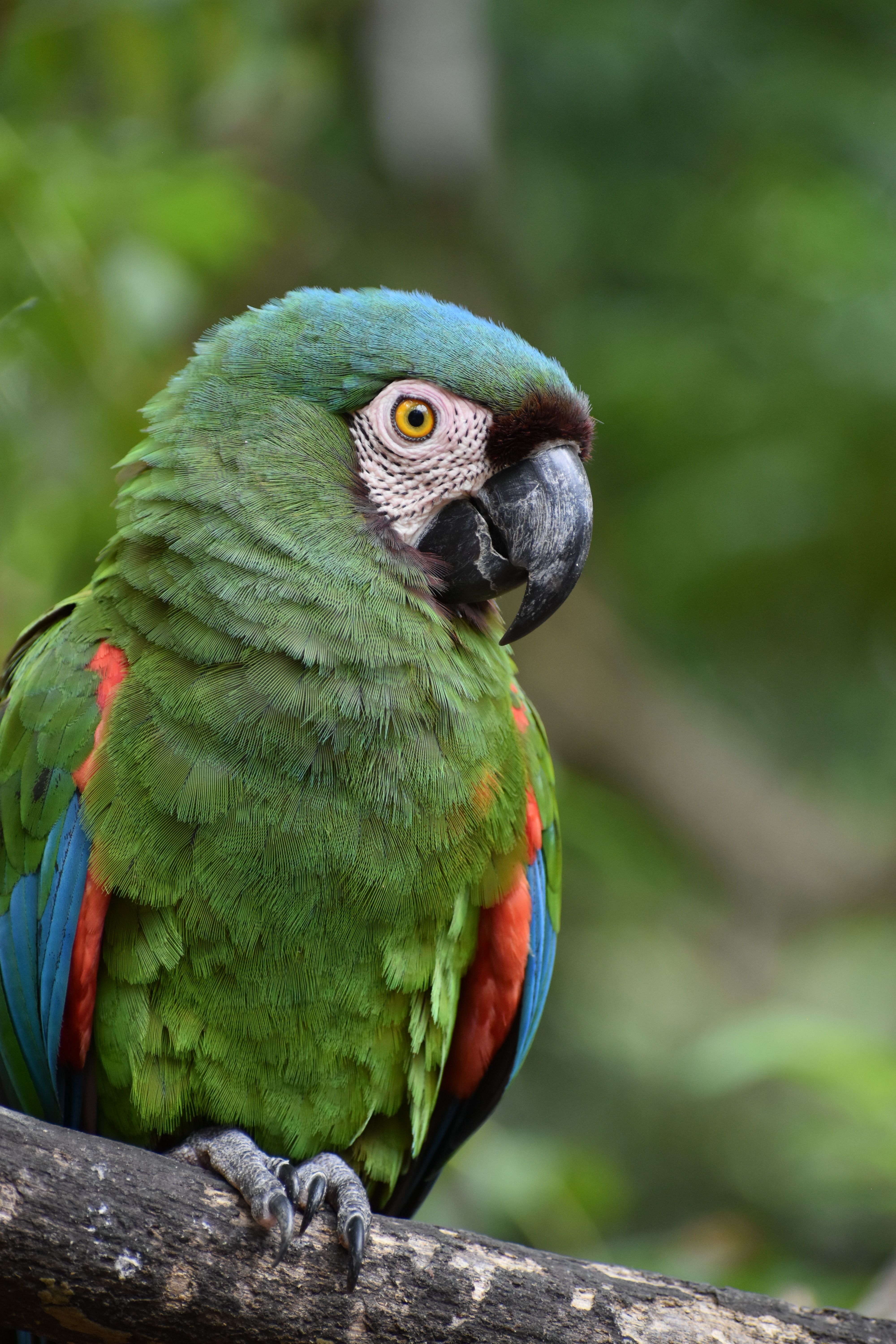 Vibrant Green Macaw in Bolivian Forest · Free Stock Photo
