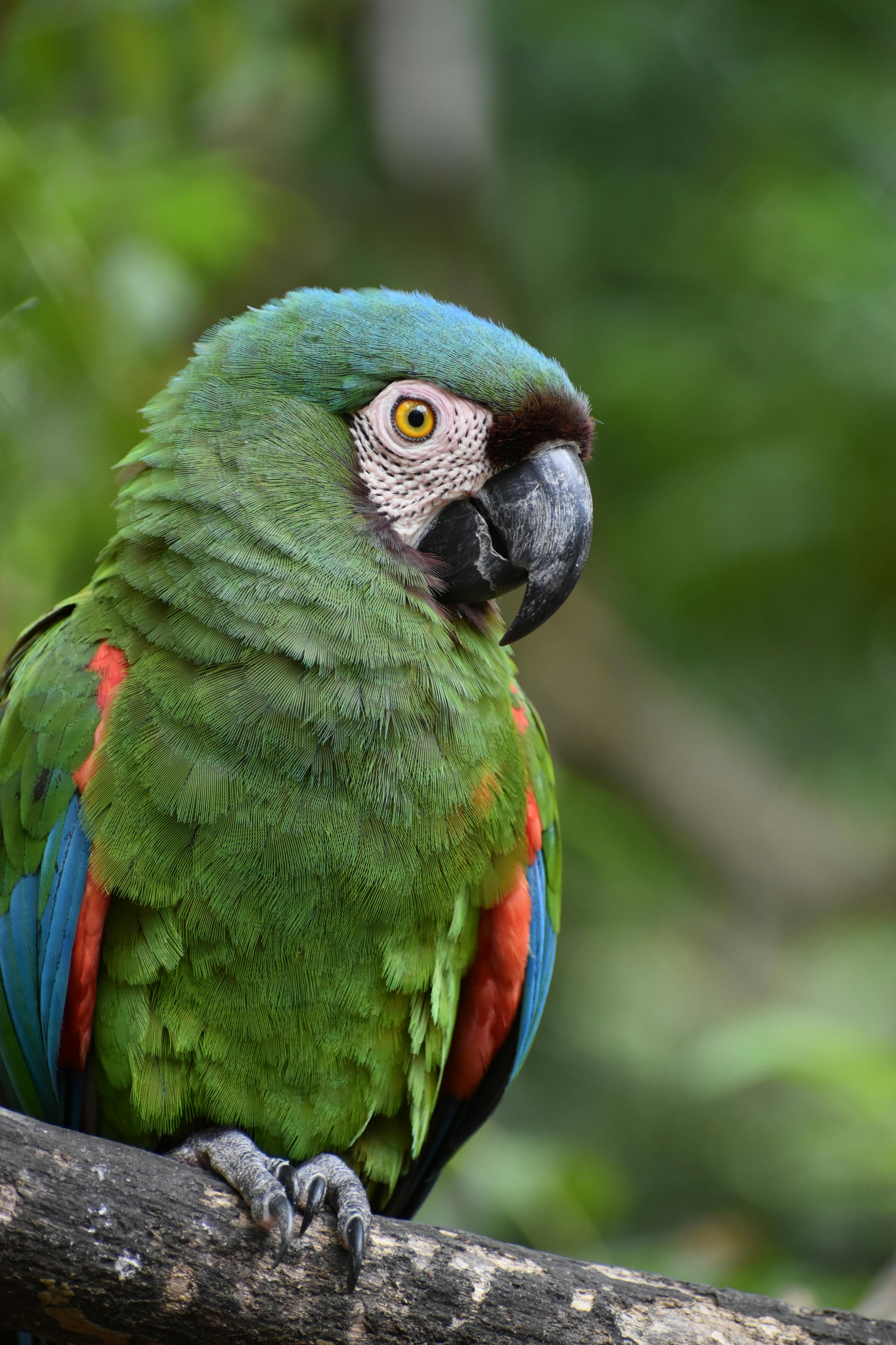 Parrots in a Tropical Forest · Free Stock Photo