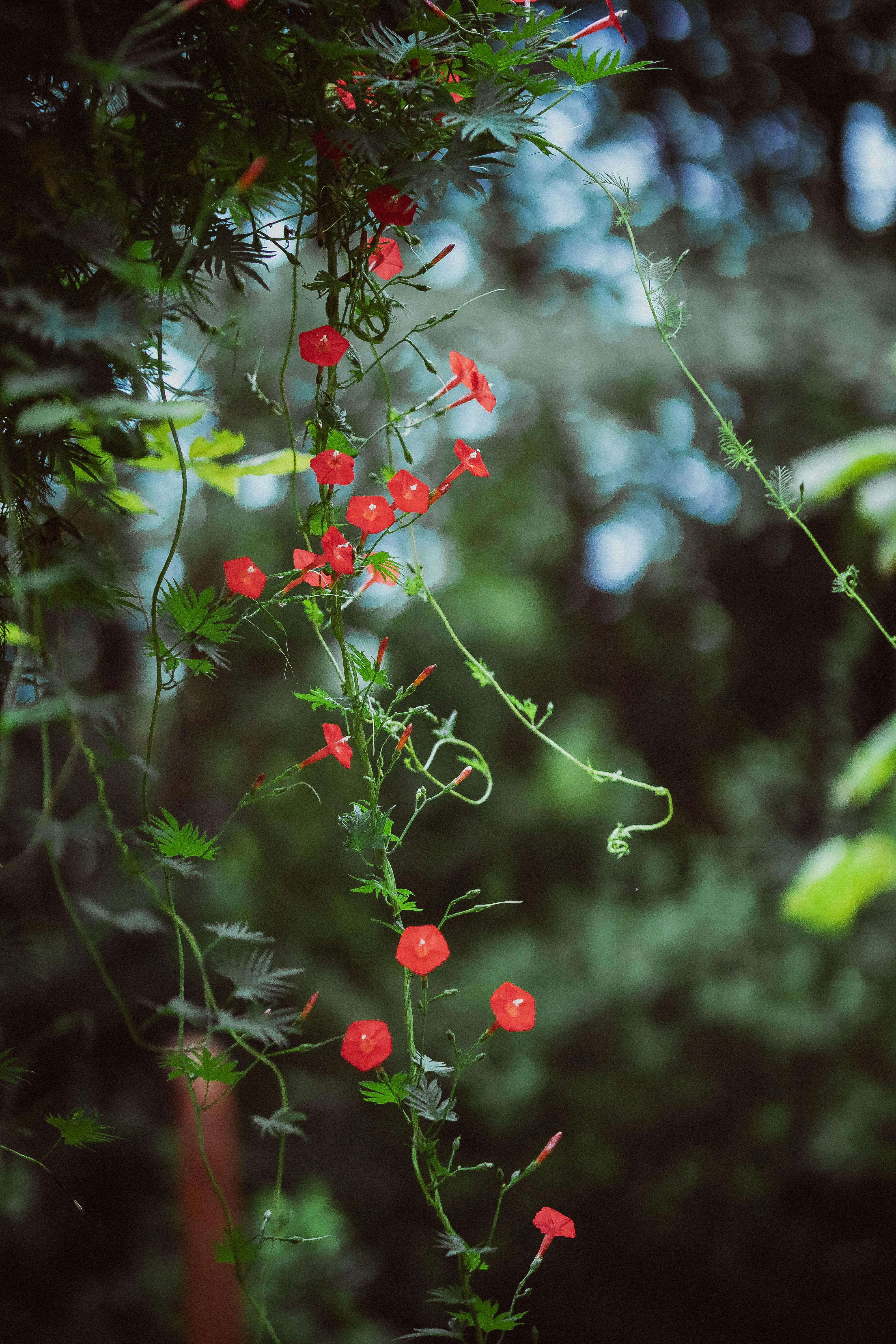 Wild Green Vines with Red Flowers in Nature · Free Stock Photo
