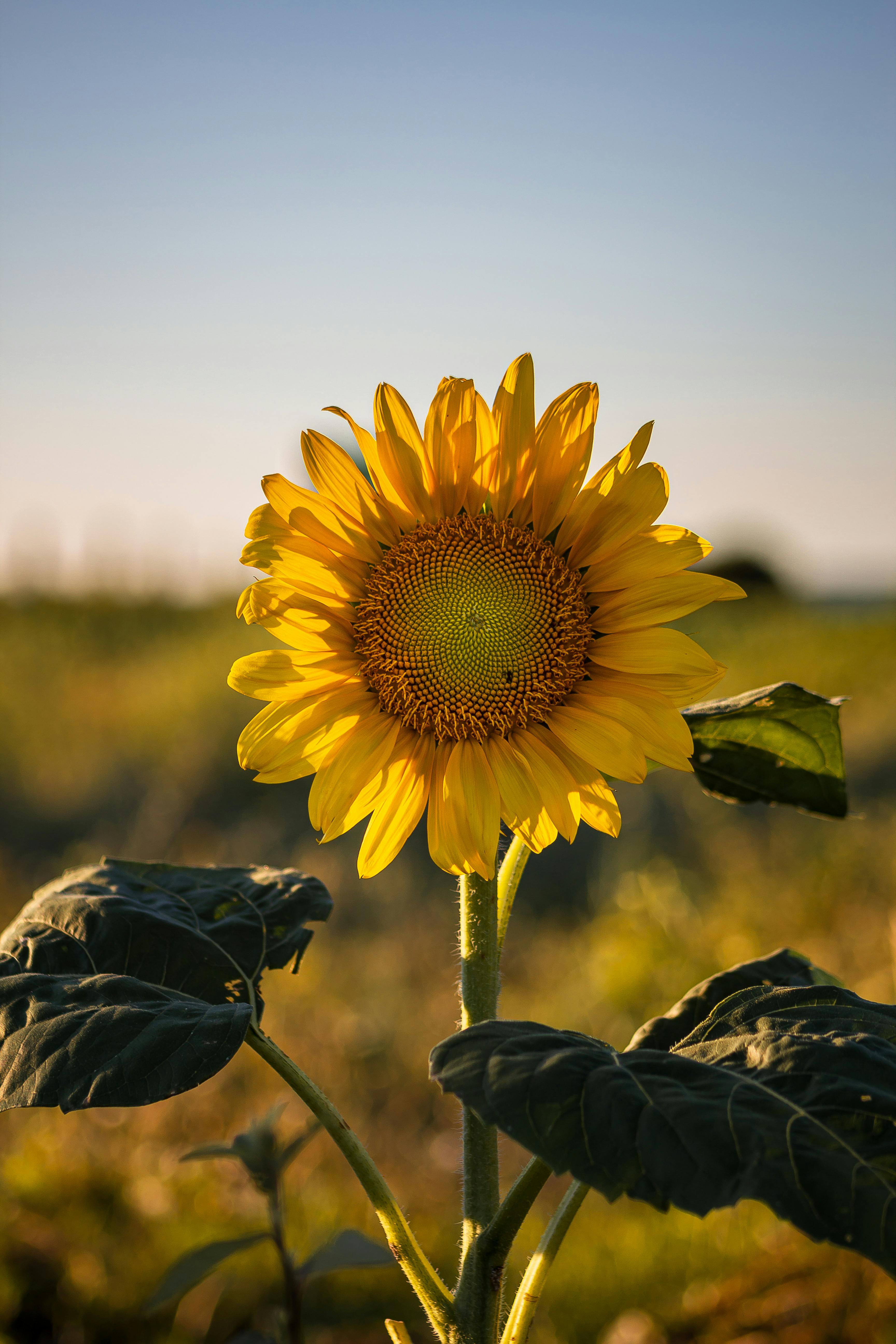 Sunflowers Sunlight Photos, Download The BEST Free Sunflowers Sunlight ...