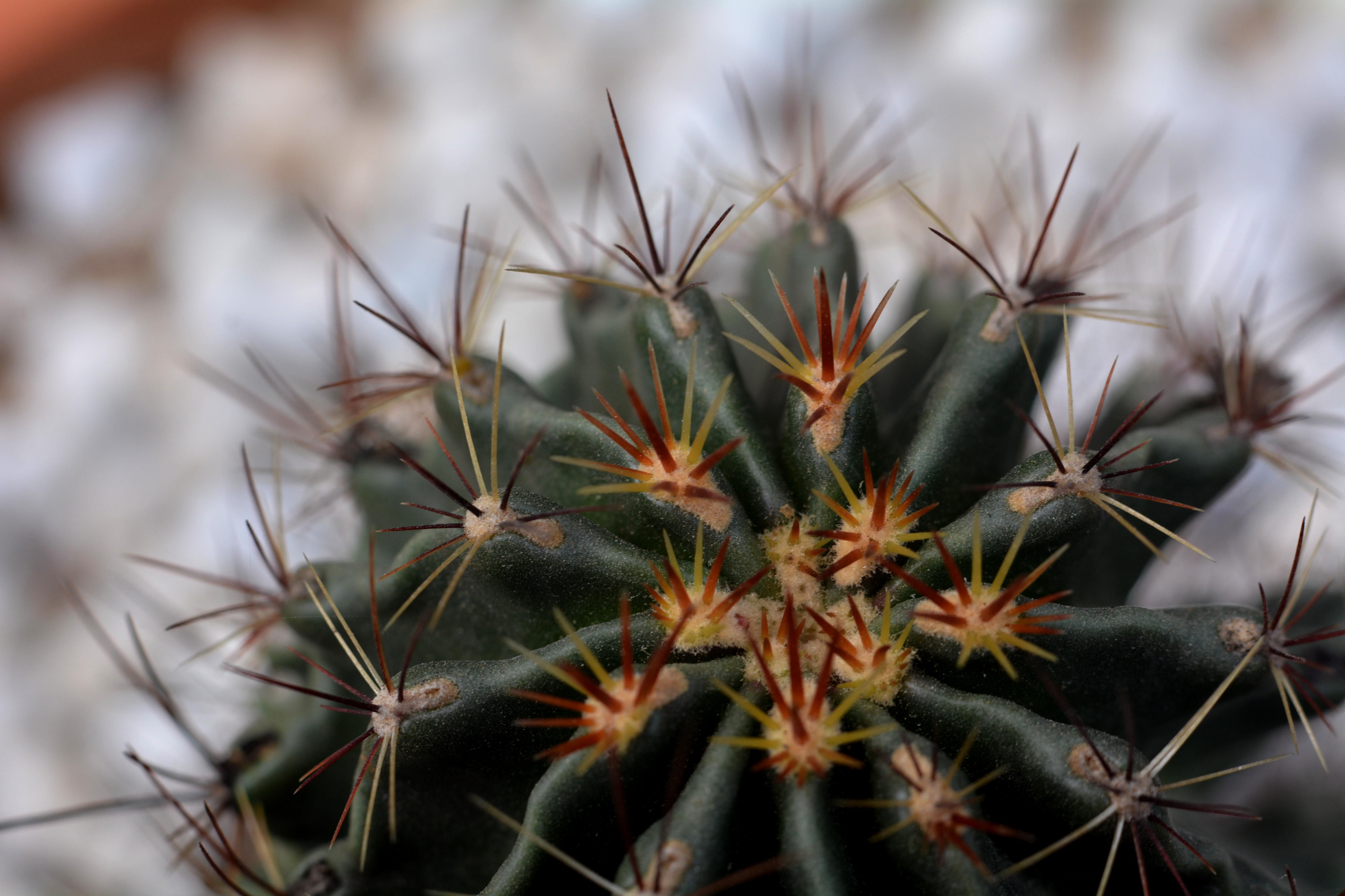 Winter In Cactus Photos, Download The BEST Free Winter In Cactus Stock ...