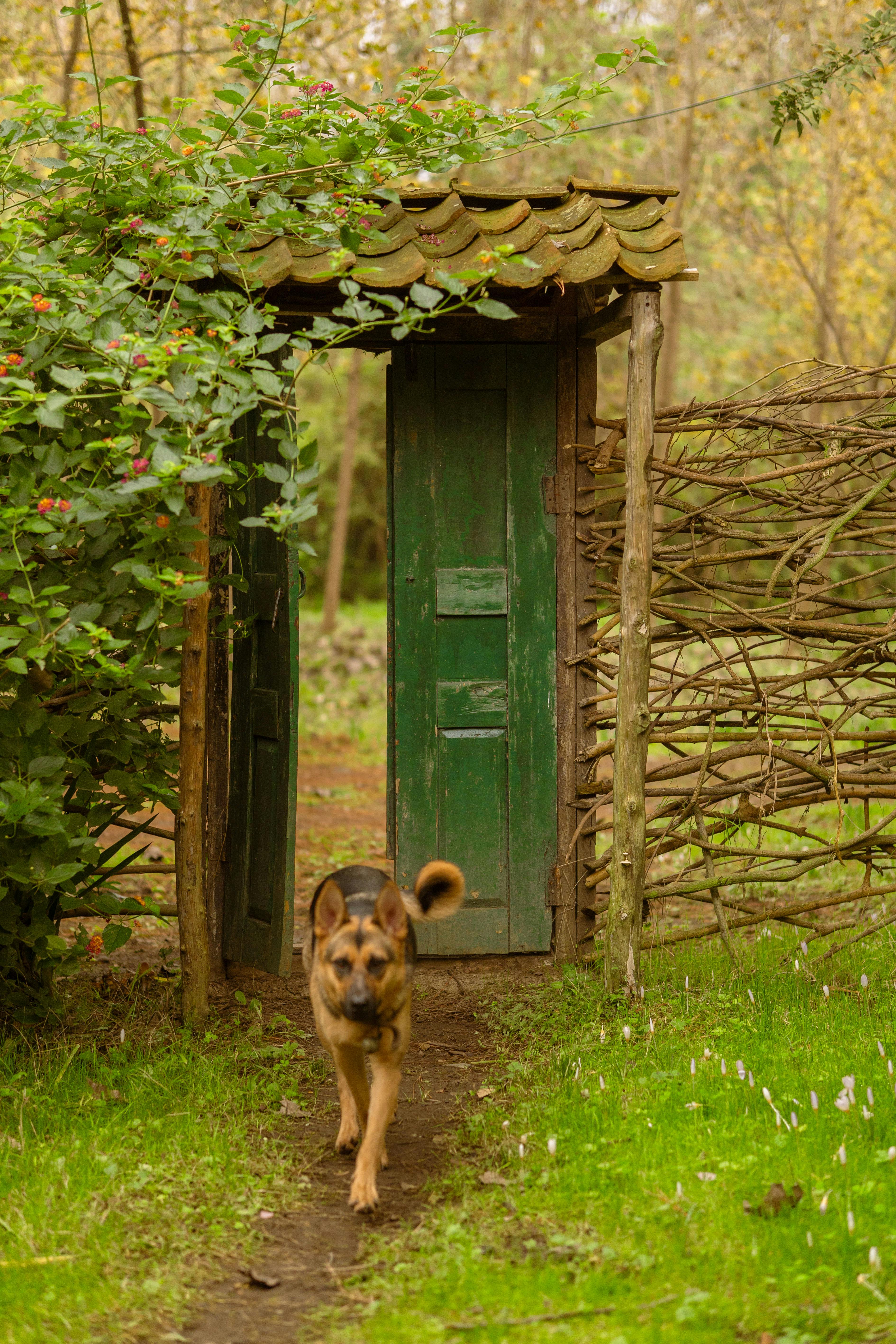 German Shepherd in Rustic Garden Entrance · Free Stock Photo