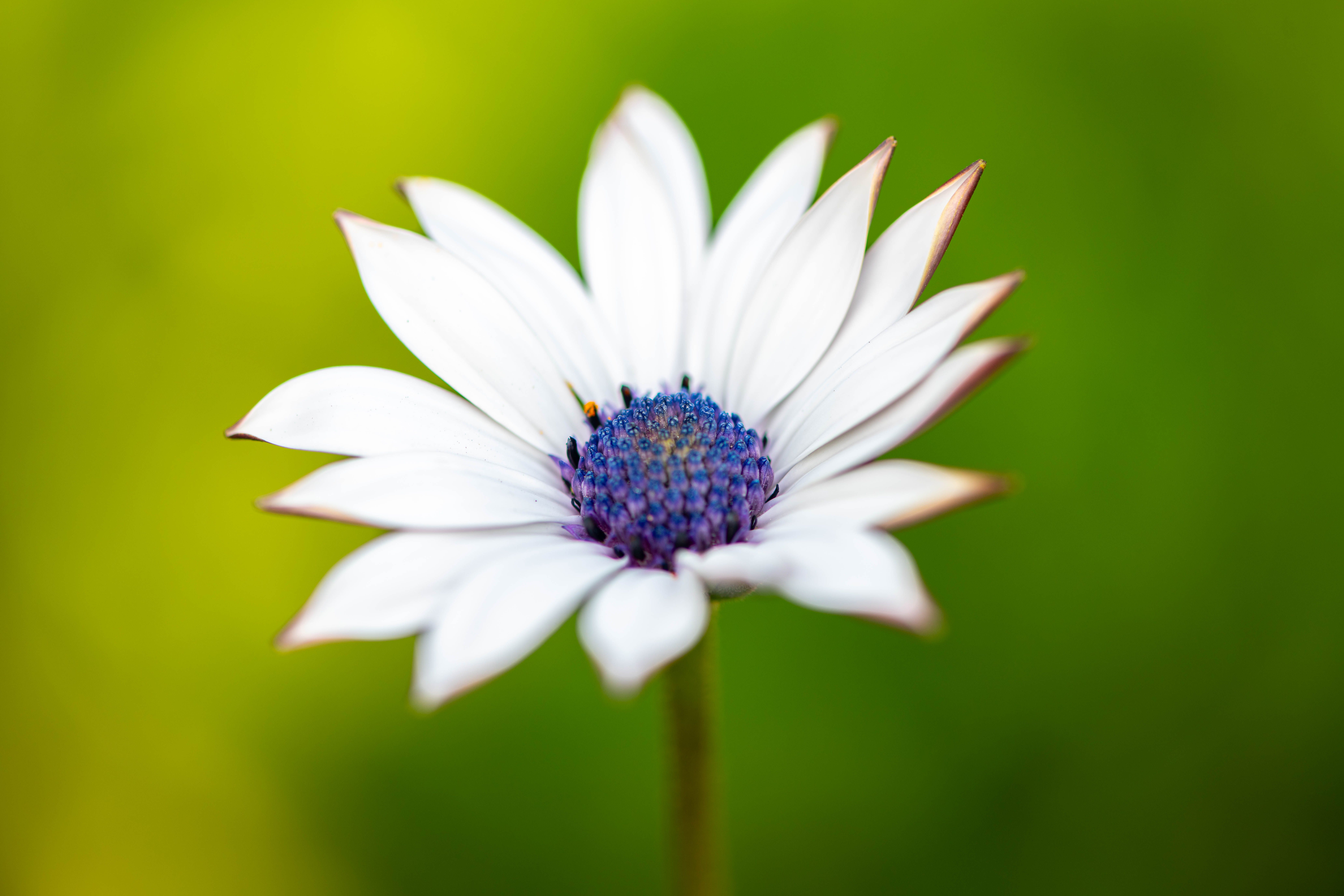 Close-up of White Daisy Flower with Green Background · Free Stock Photo