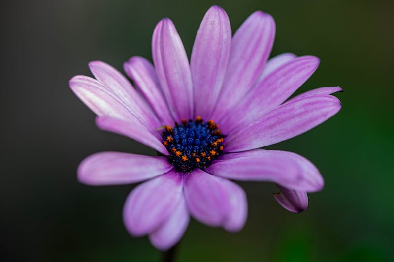 Flower Bookey Photos, Download The BEST Free Flower Bookey Stock Photos ...