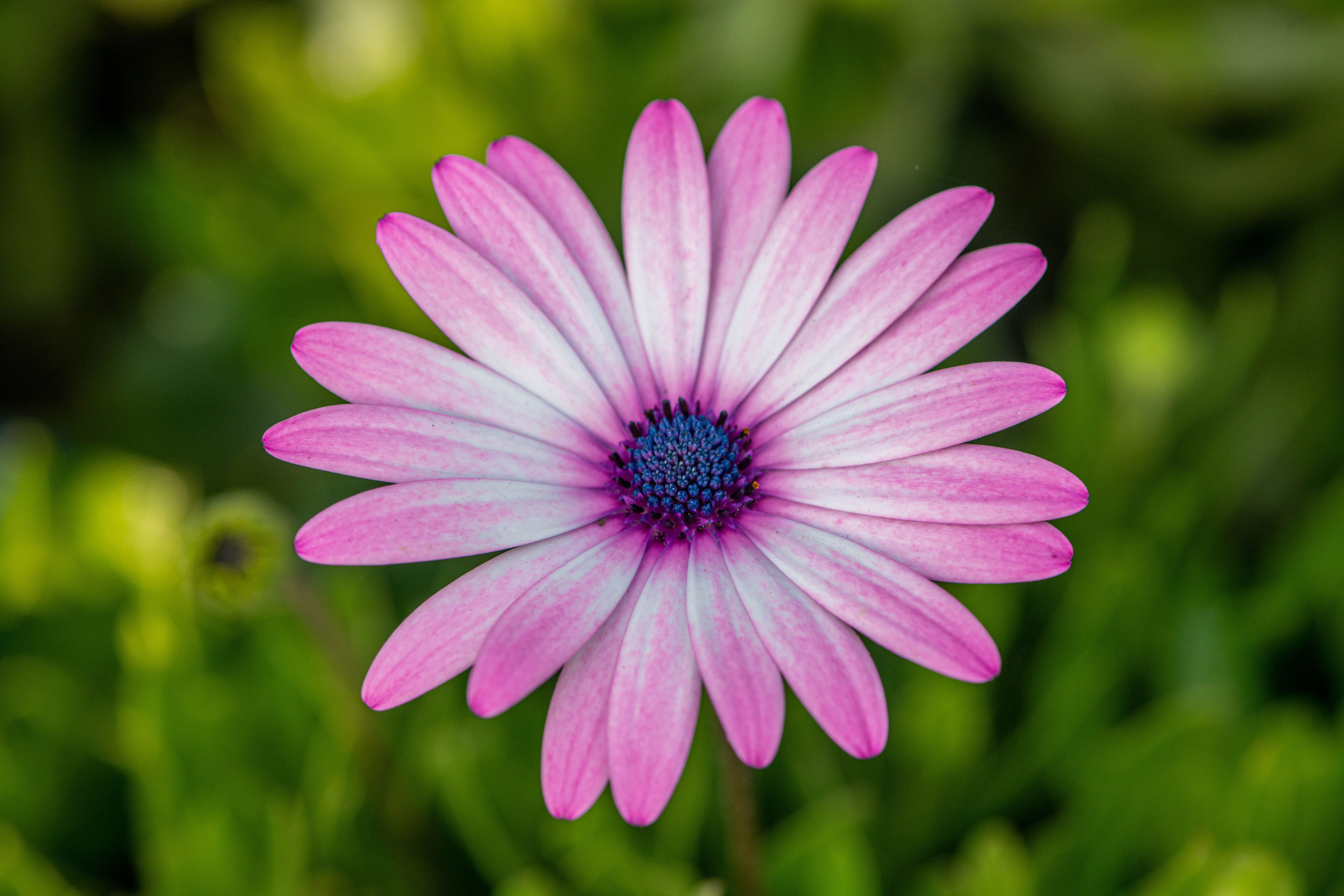 Vibrant Pink African Daisy in Bloom · Free Stock Photo