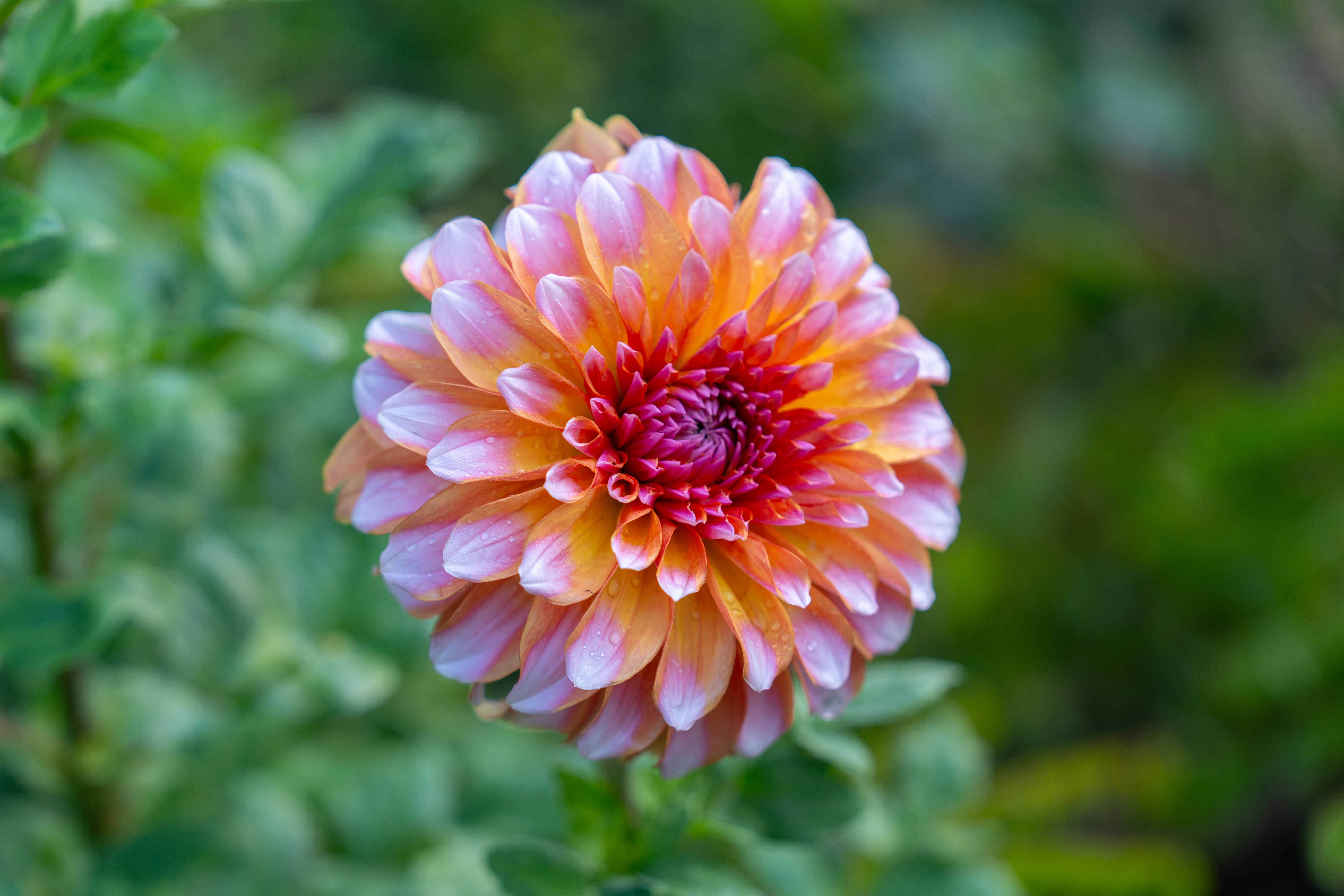 Vibrant Dahlia Bloom in Autumn Garden · Free Stock Photo