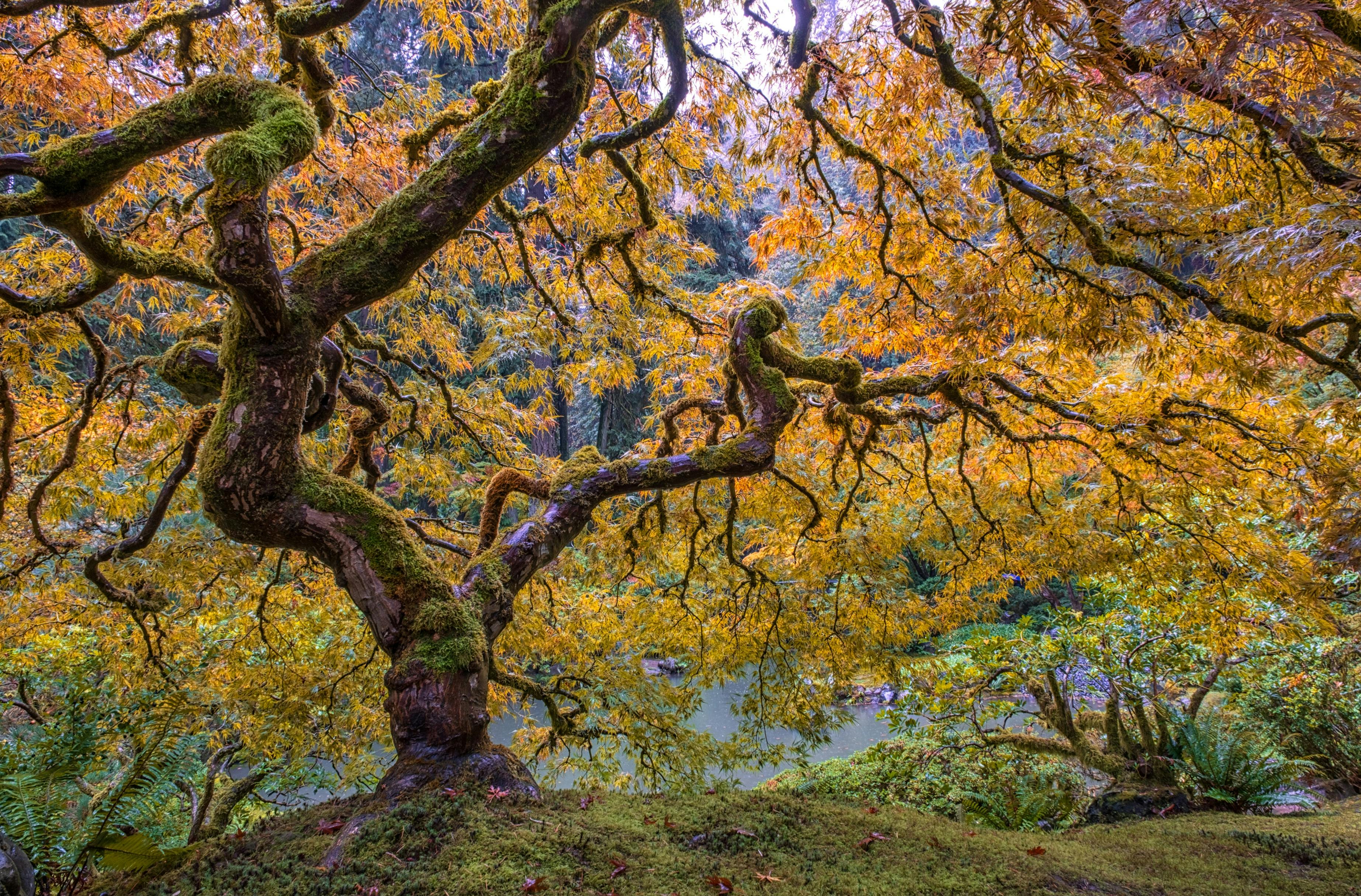 Majestic Japanese Maple in Portland's Fall Foliage · Free Stock Photo