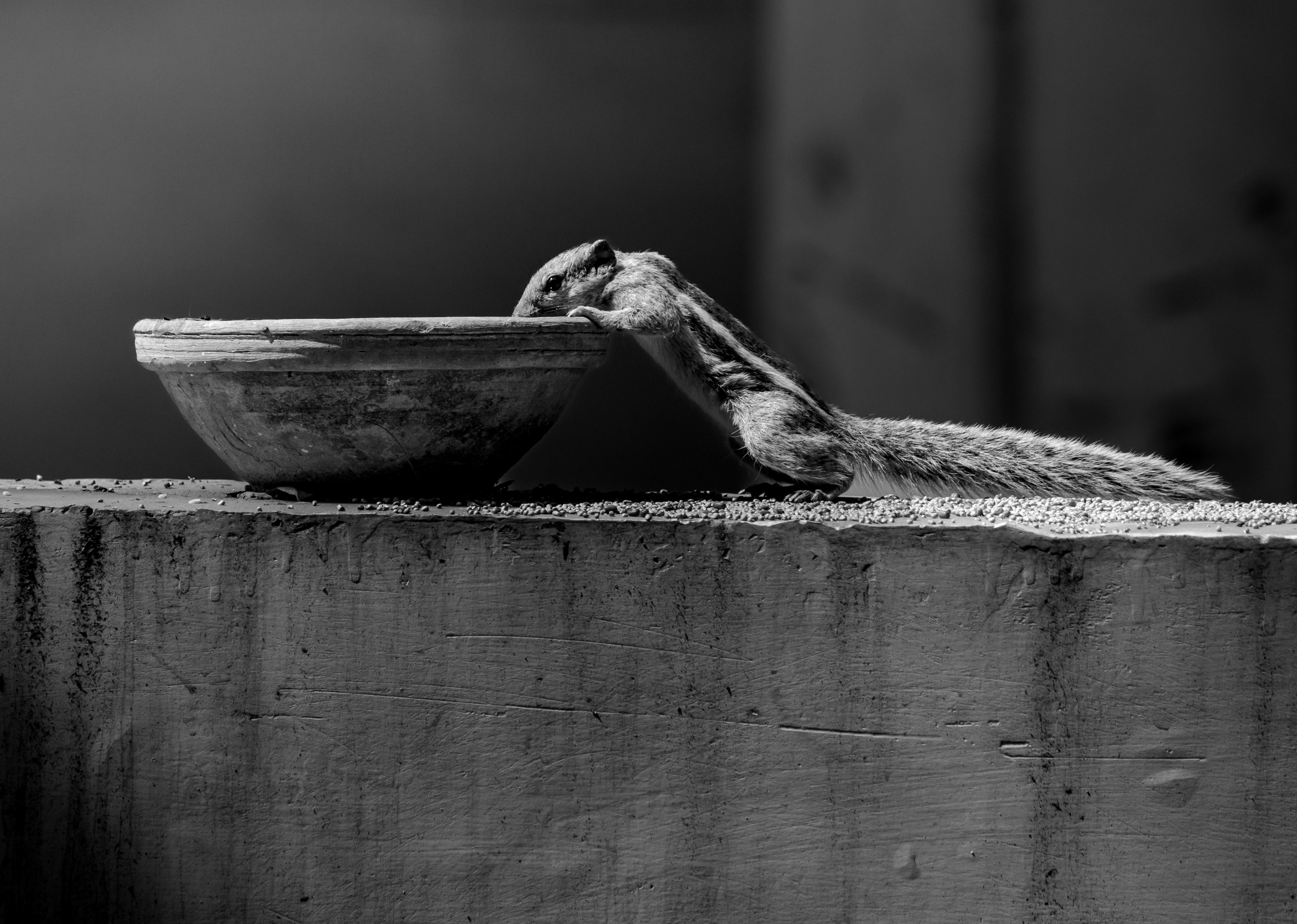 Chitransh Bhardwaj - Photography