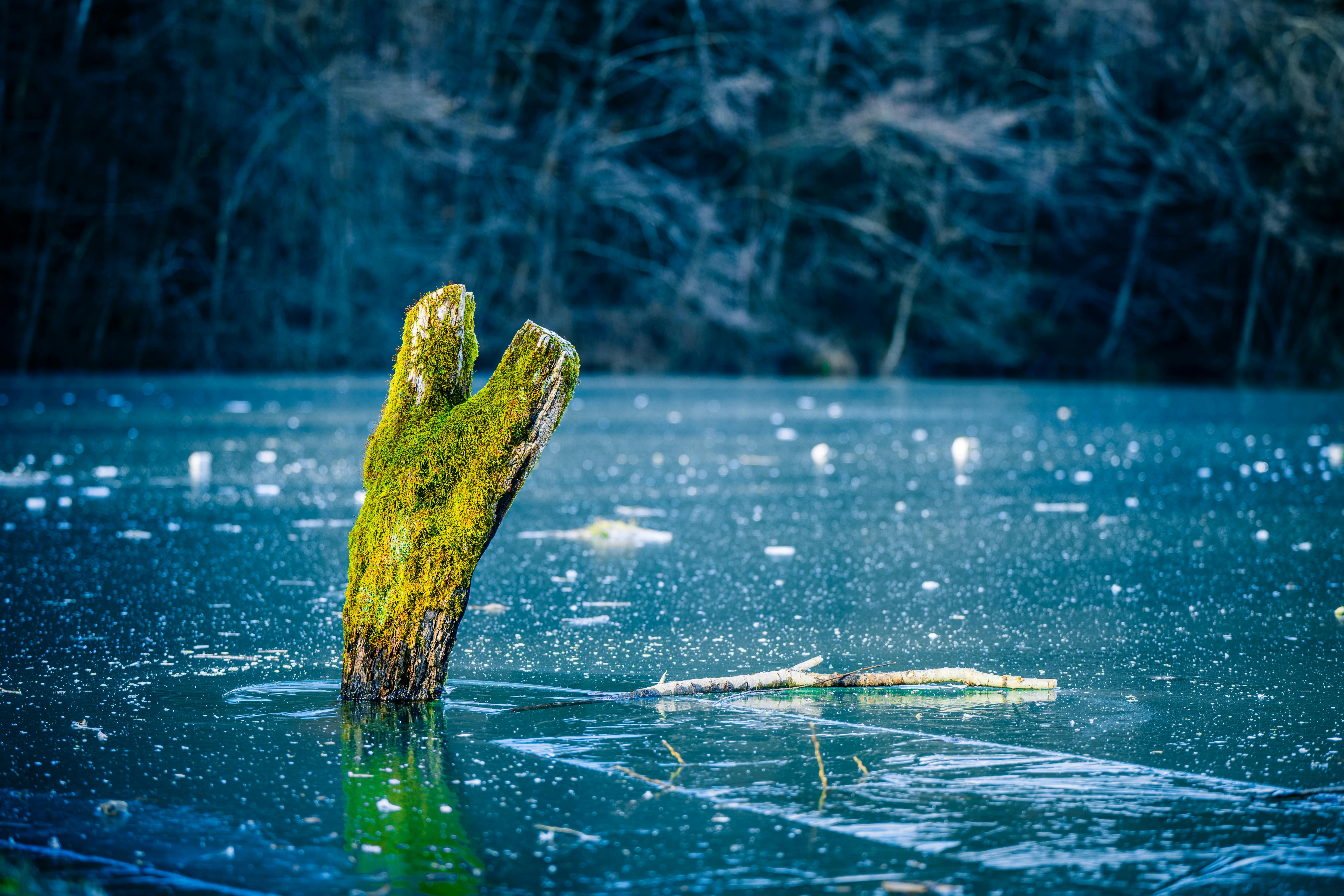 Wild Textures Photos, Download The BEST Free Wild Textures Stock Photos ...