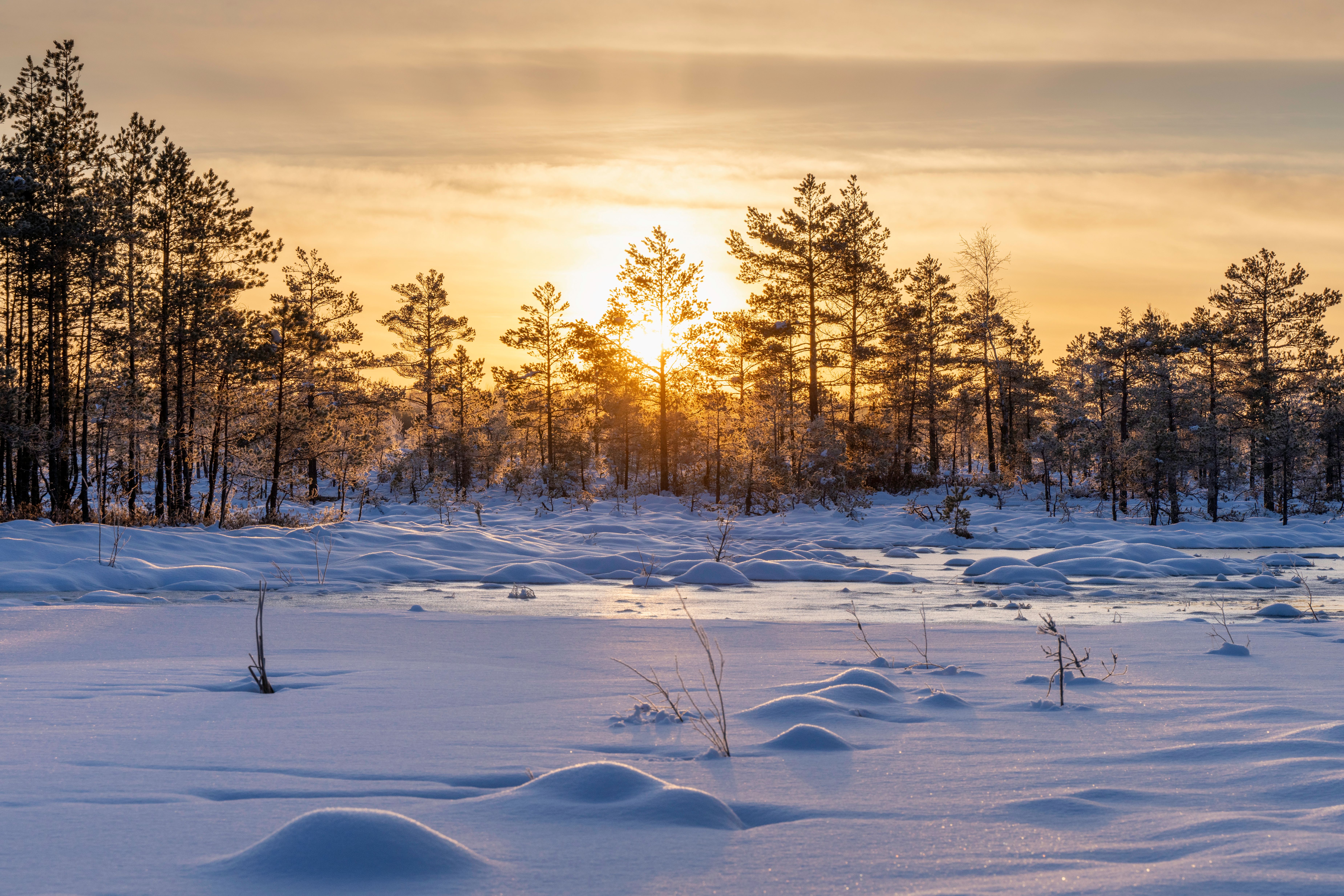 Scenic Winter Sunrise Over Snowy Forest · Free Stock Photo