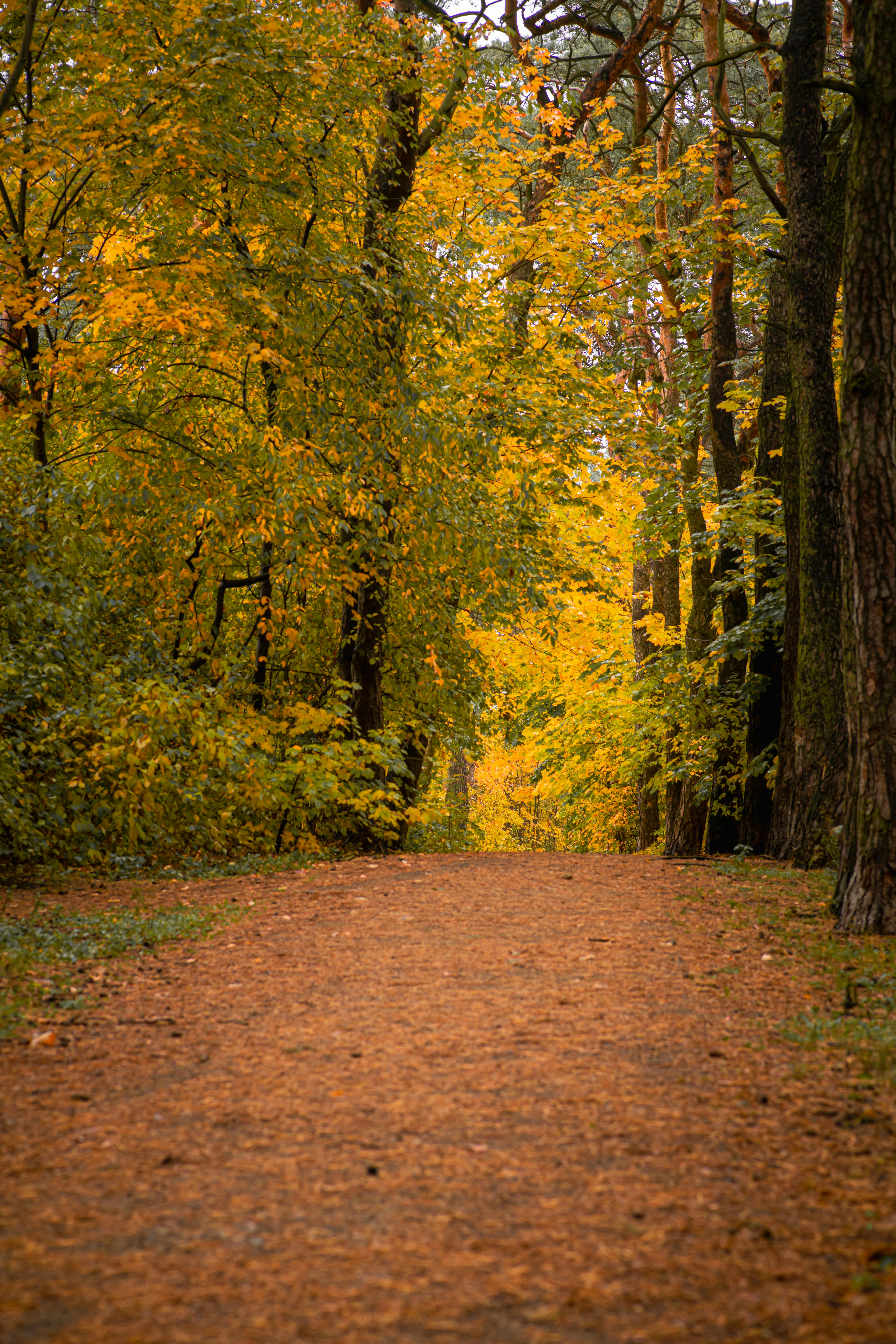Autumn Pathway Through Lush Forest · Free Stock Photo