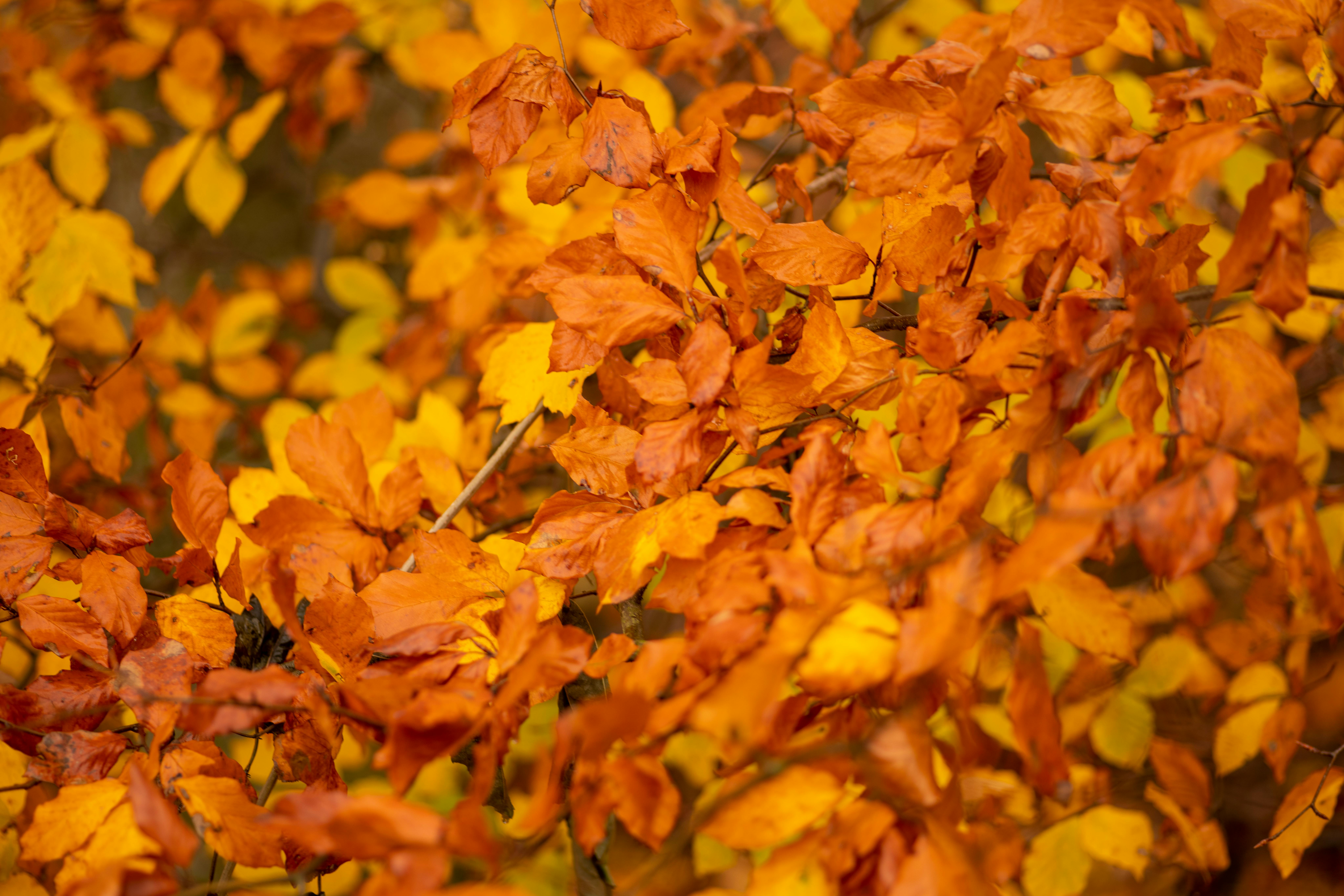 Horizontal Fall Sayings Photos, Download The BEST Free Horizontal Fall ...