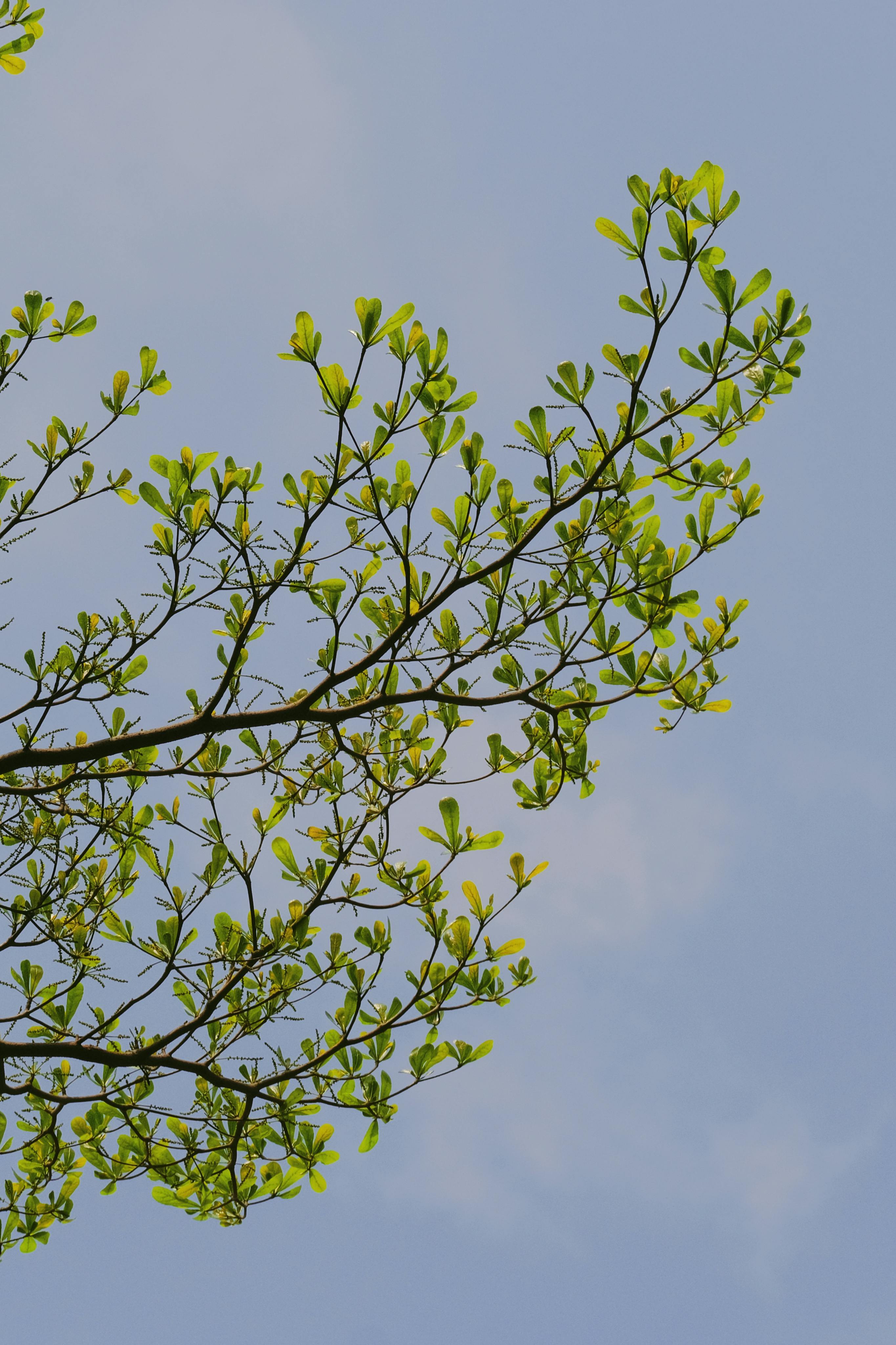 Serene Tree Branch with Fresh Leaves Against Sky · Free Stock Photo