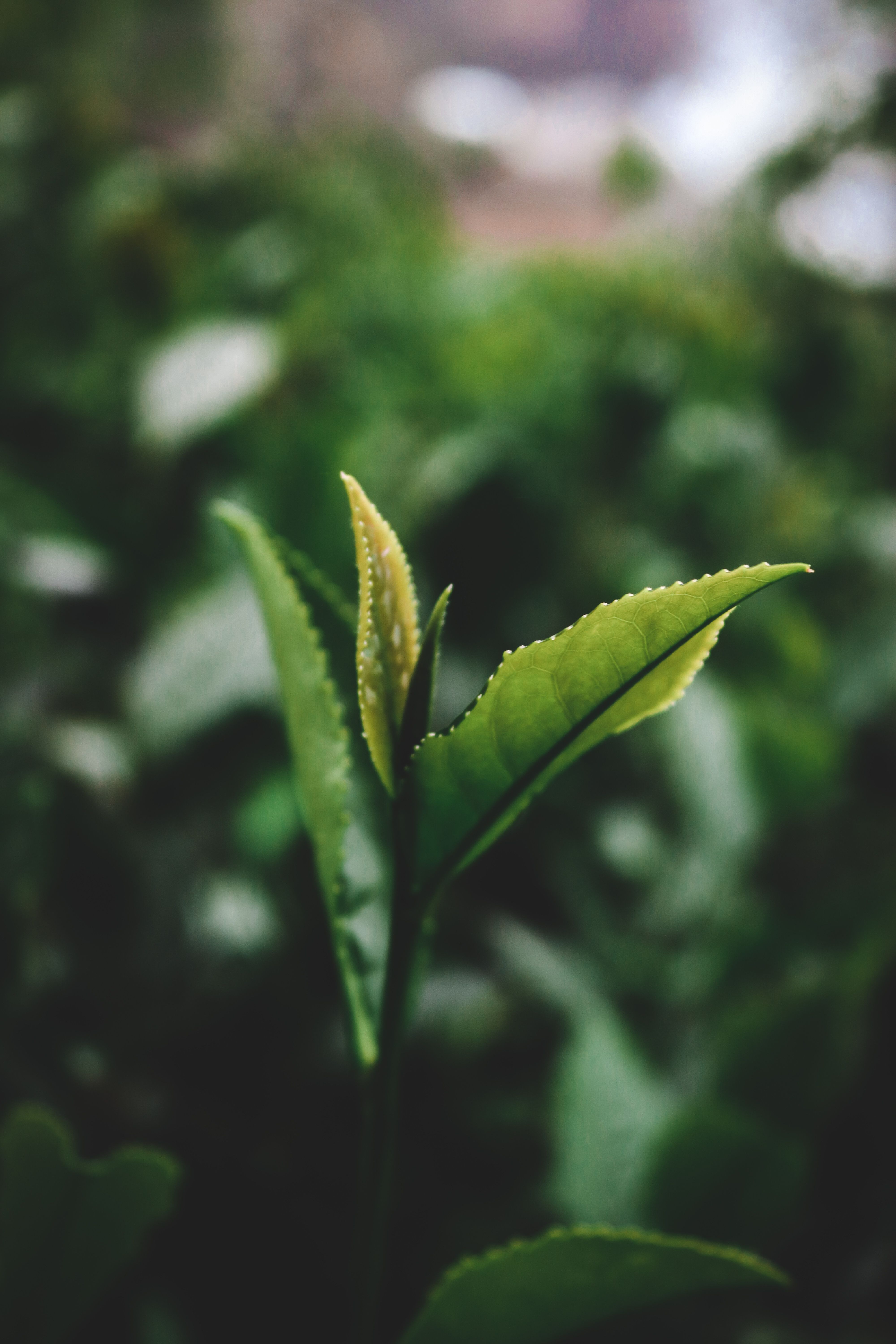 Close-Up of a Young Tea Plant Leaf in Nature · Free Stock Photo