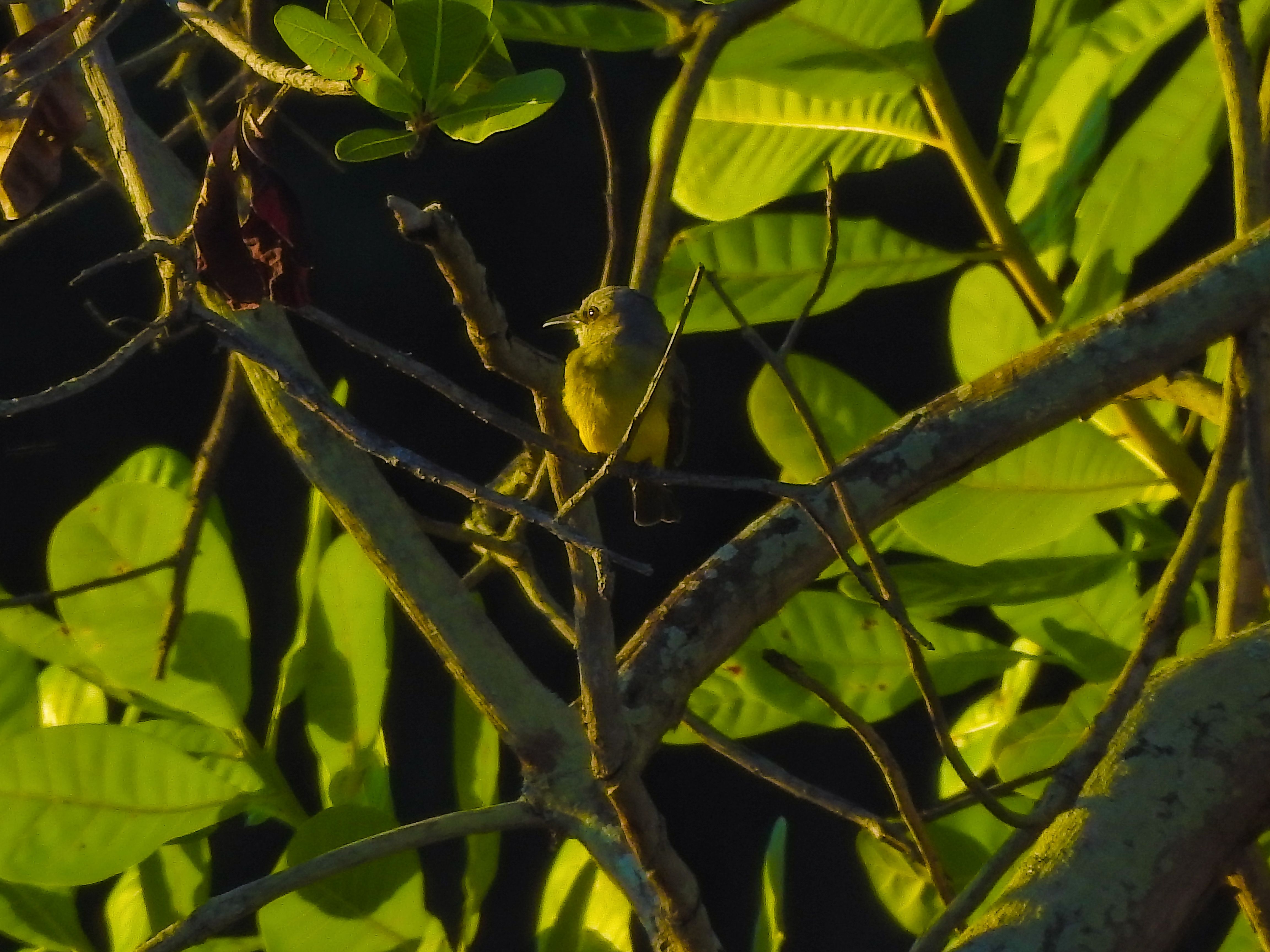 Songbird Observation Photos, Download The BEST Free Songbird ...