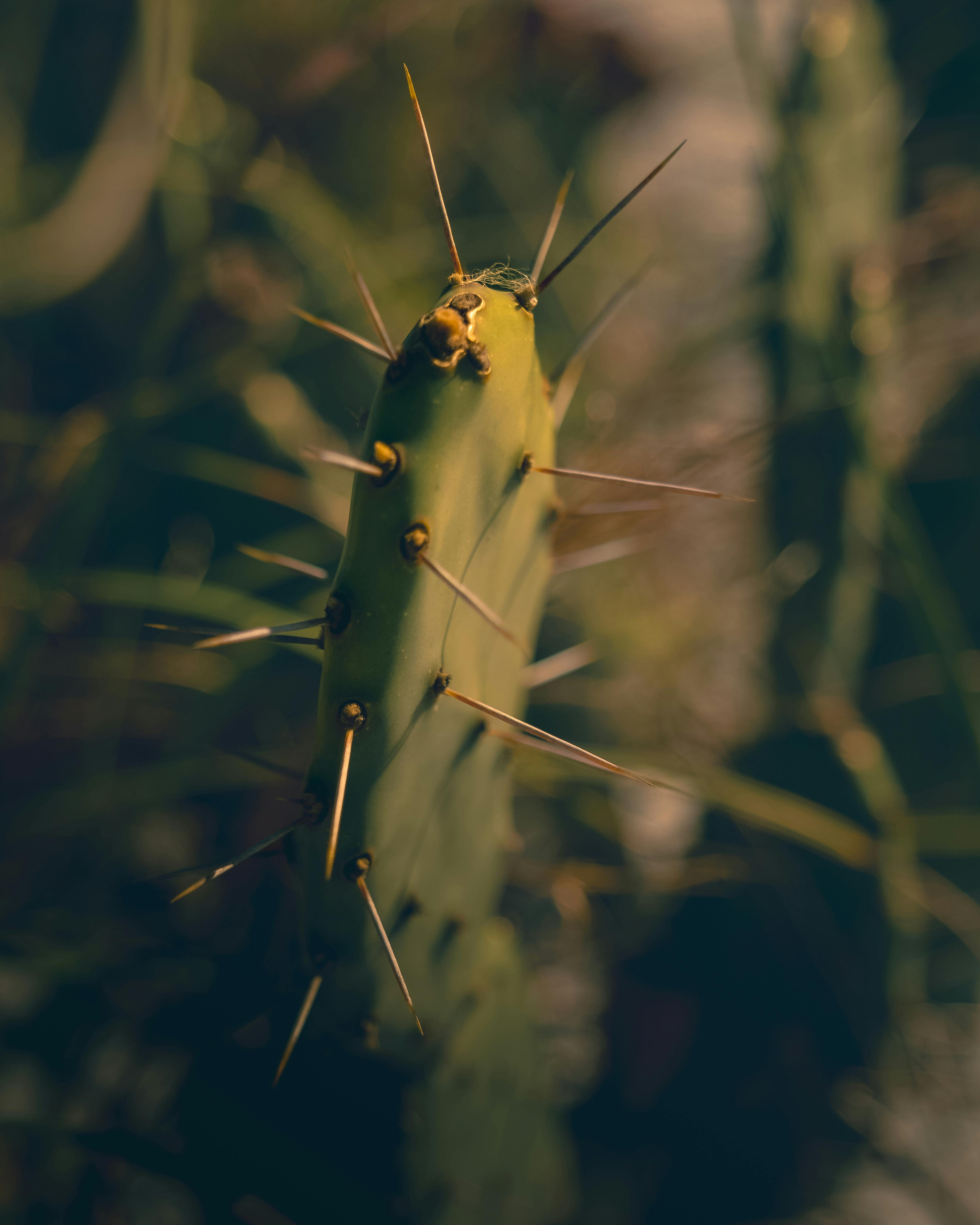 Close-up of Spiky Cactus Plant in Nature · Free Stock Photo