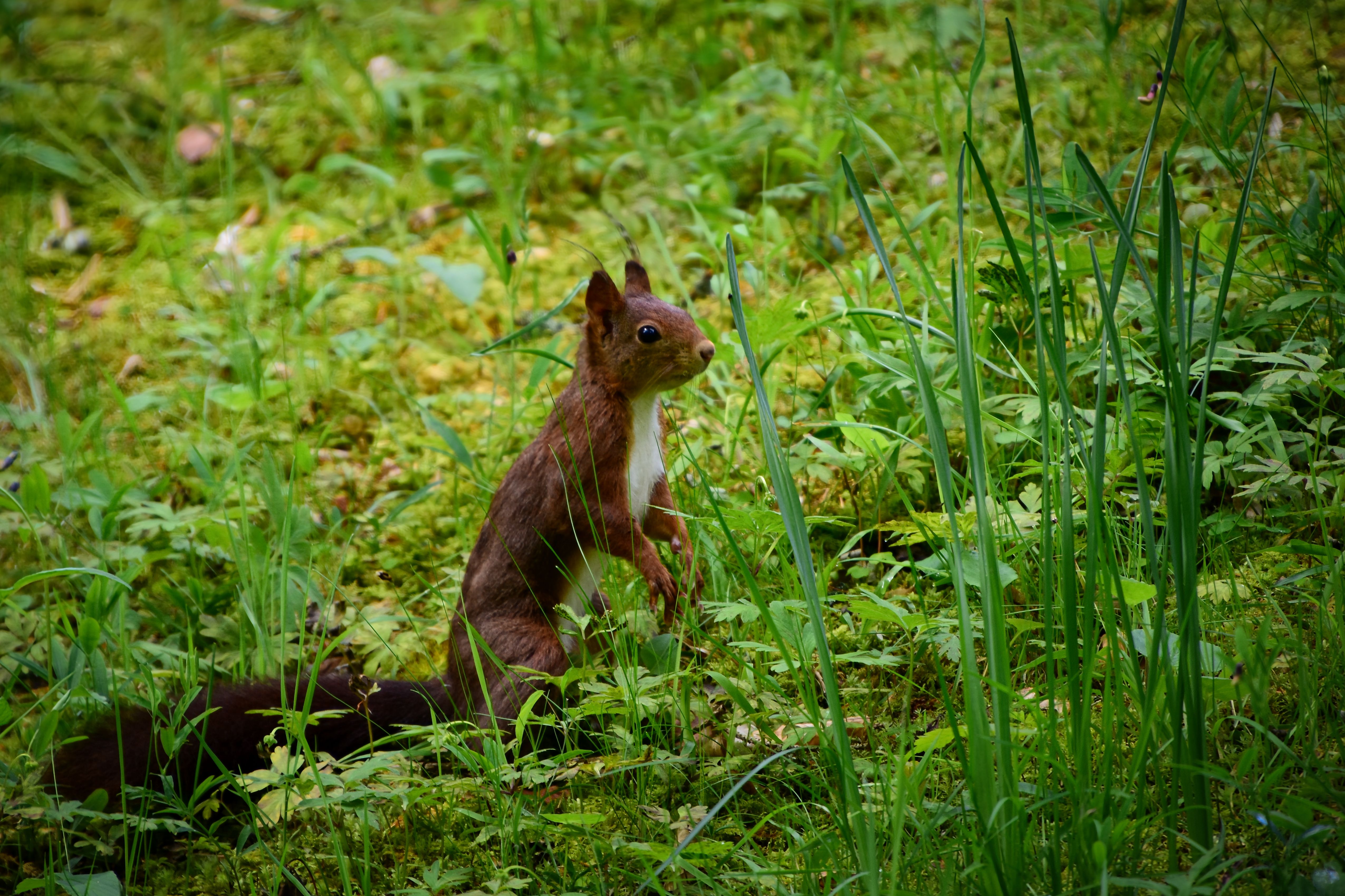 Red Squirrel in the Forest of Bad Wildbad, Germany · Free Stock Photo