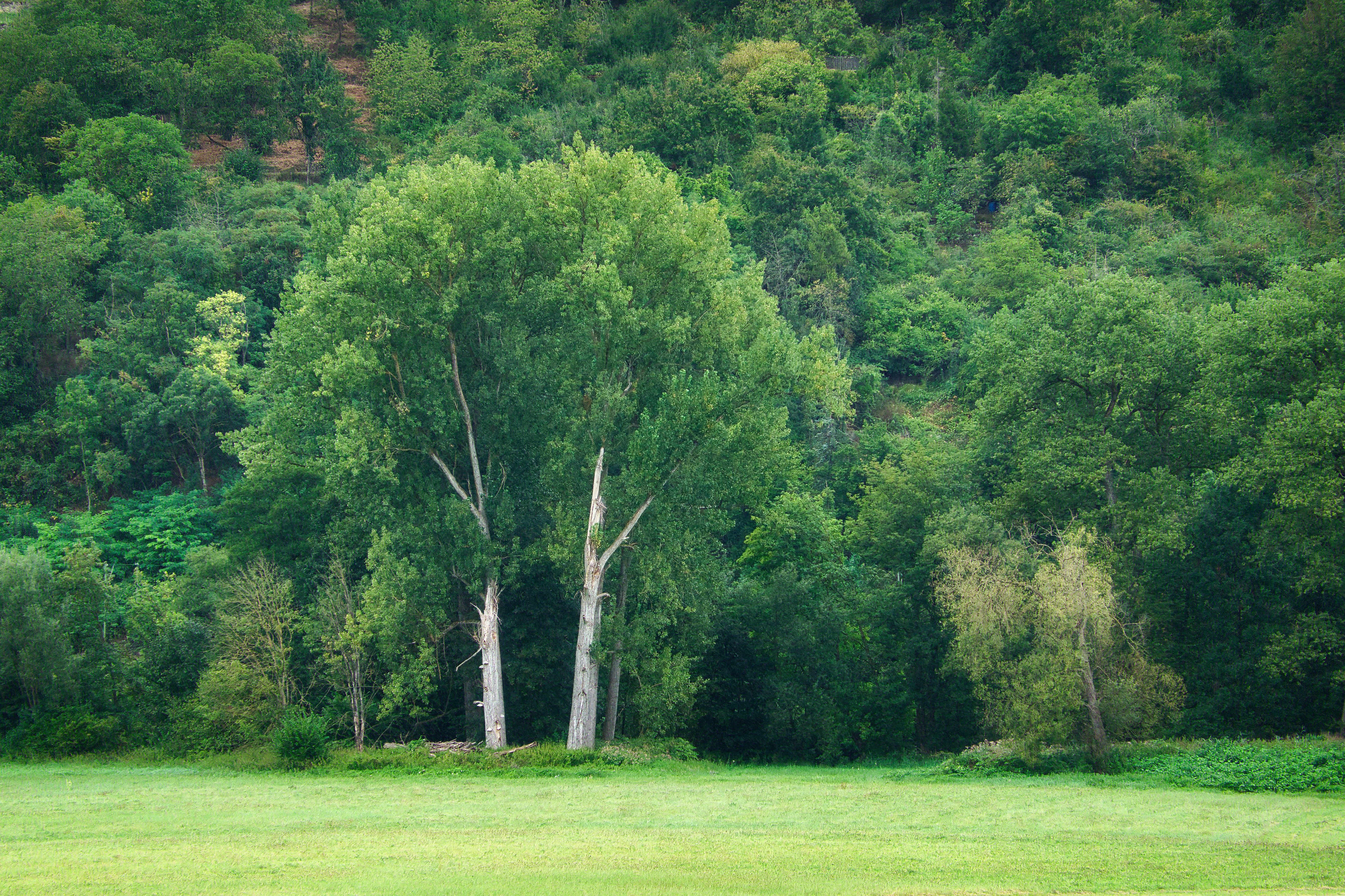 Paisaje Verde Y Exuberante De Bosque En Pforzheim · Foto de stock gratuita