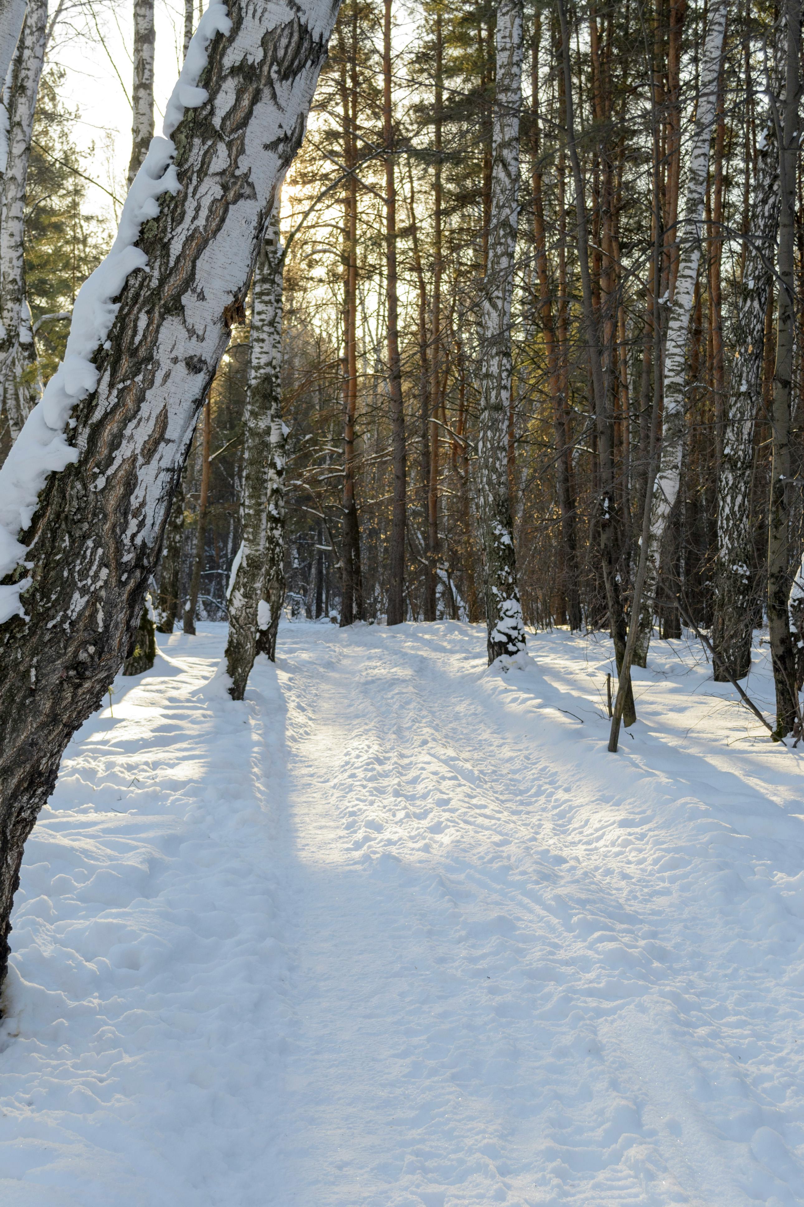 Sentier Forestier Tranquille Et Enneigé Sous Le Soleil D'hiver · Photo ...