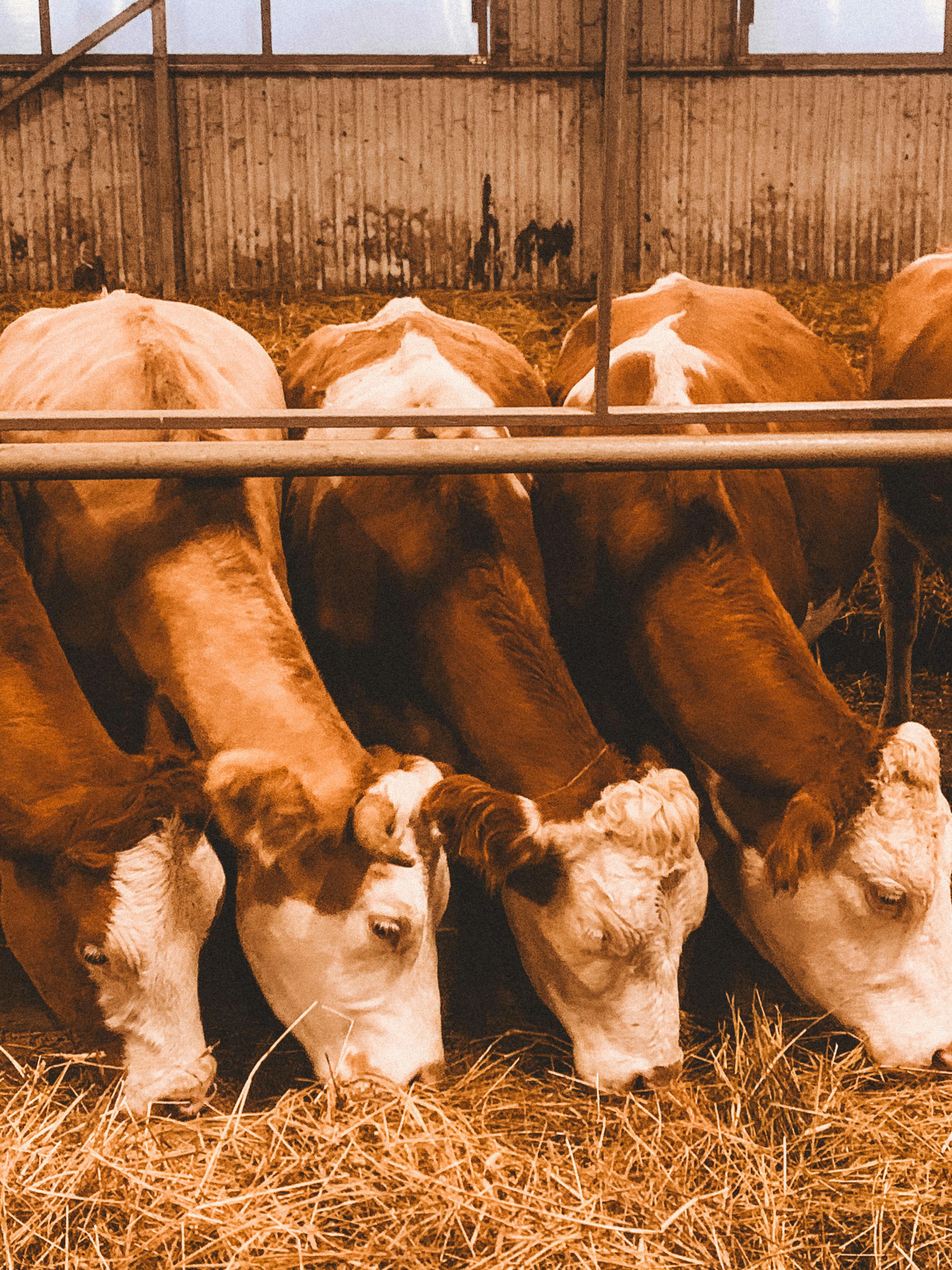 Russian Agriculture Photos, Download The BEST Free Russian Agriculture ...