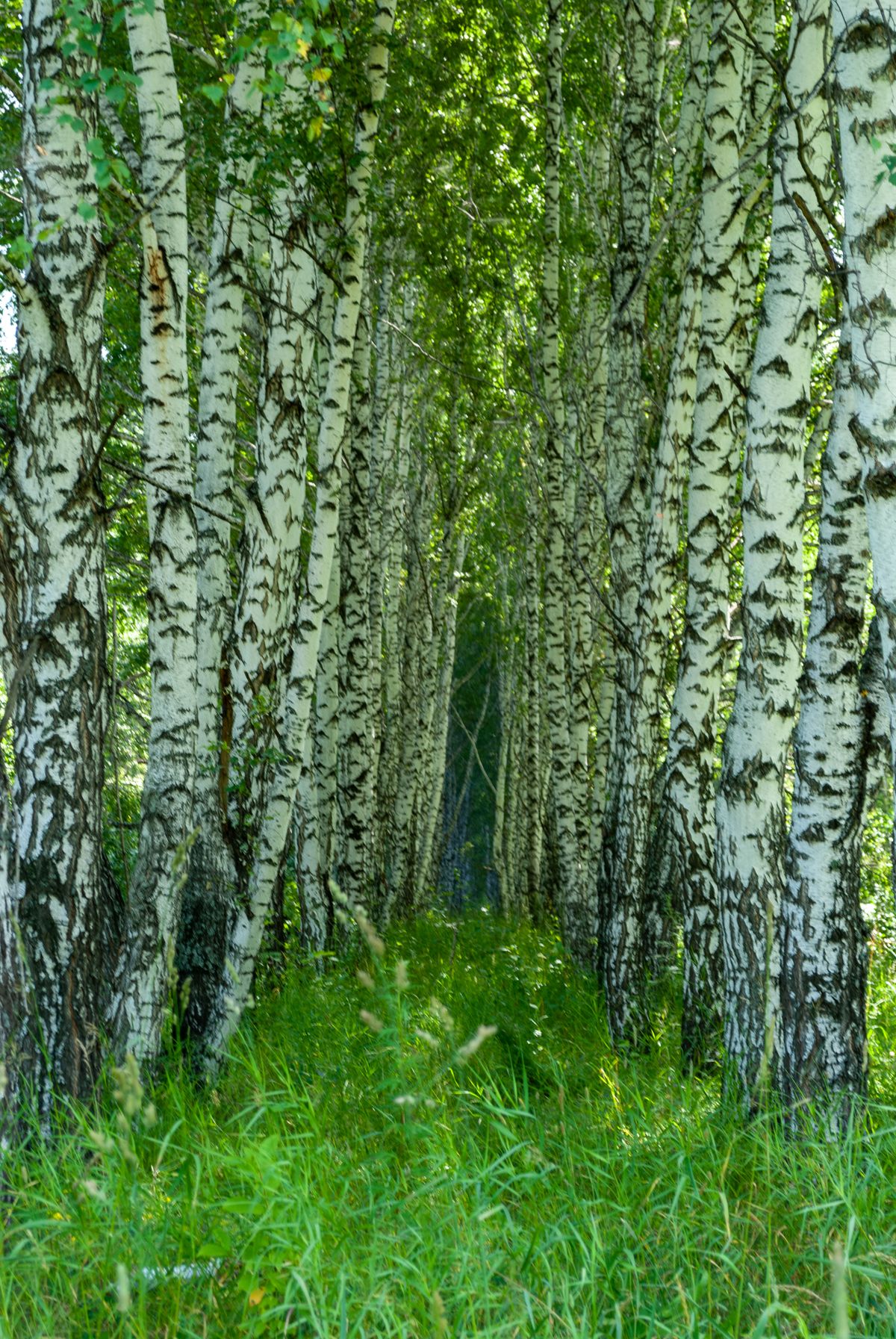 Birch Tree Photos, Download The BEST Free Birch Tree Stock Photos & HD ...