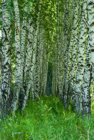 Birch Tree Photos, Download The BEST Free Birch Tree Stock Photos & HD ...