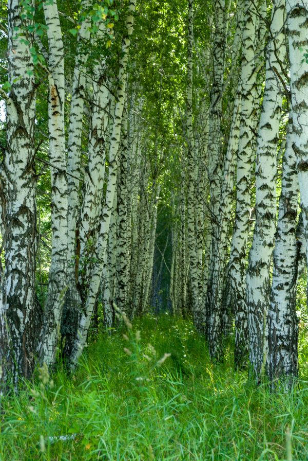 Birch Tree Photos, Download The BEST Free Birch Tree Stock Photos & HD ...