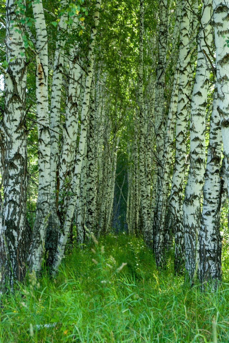 Birch Tree Photos, Download The BEST Free Birch Tree Stock Photos & HD ...