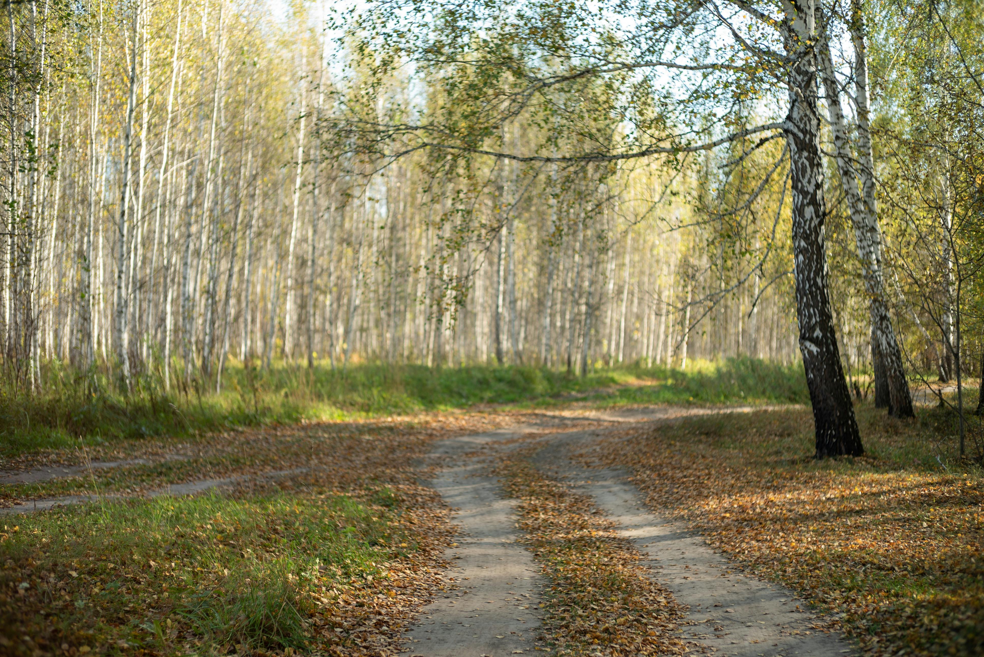 Scenic Autumn Pathway Through Birch Forest · Free Stock Photo