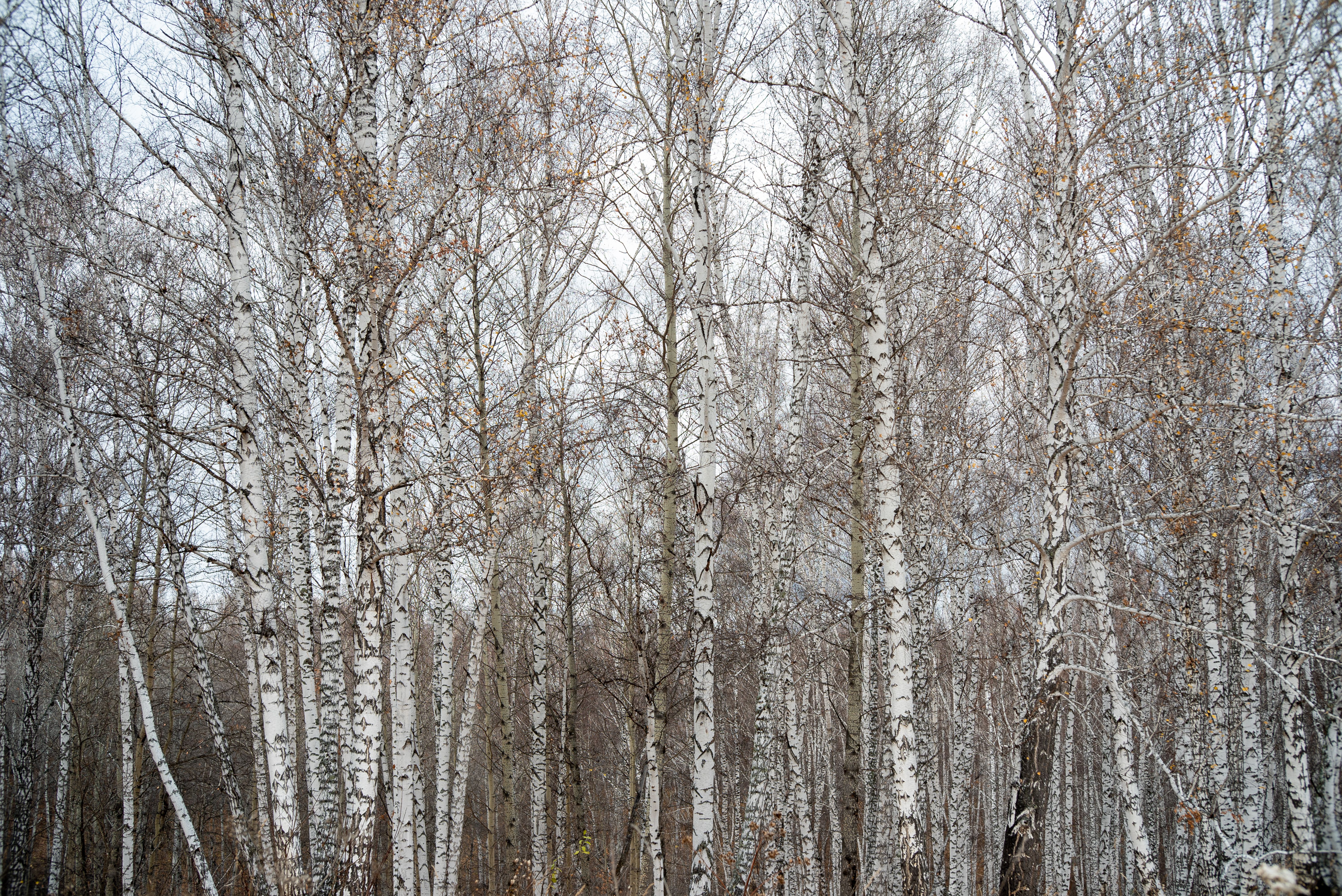 Bosque De Abedules Sereno En Un Paisaje Invernal · Foto de stock gratuita