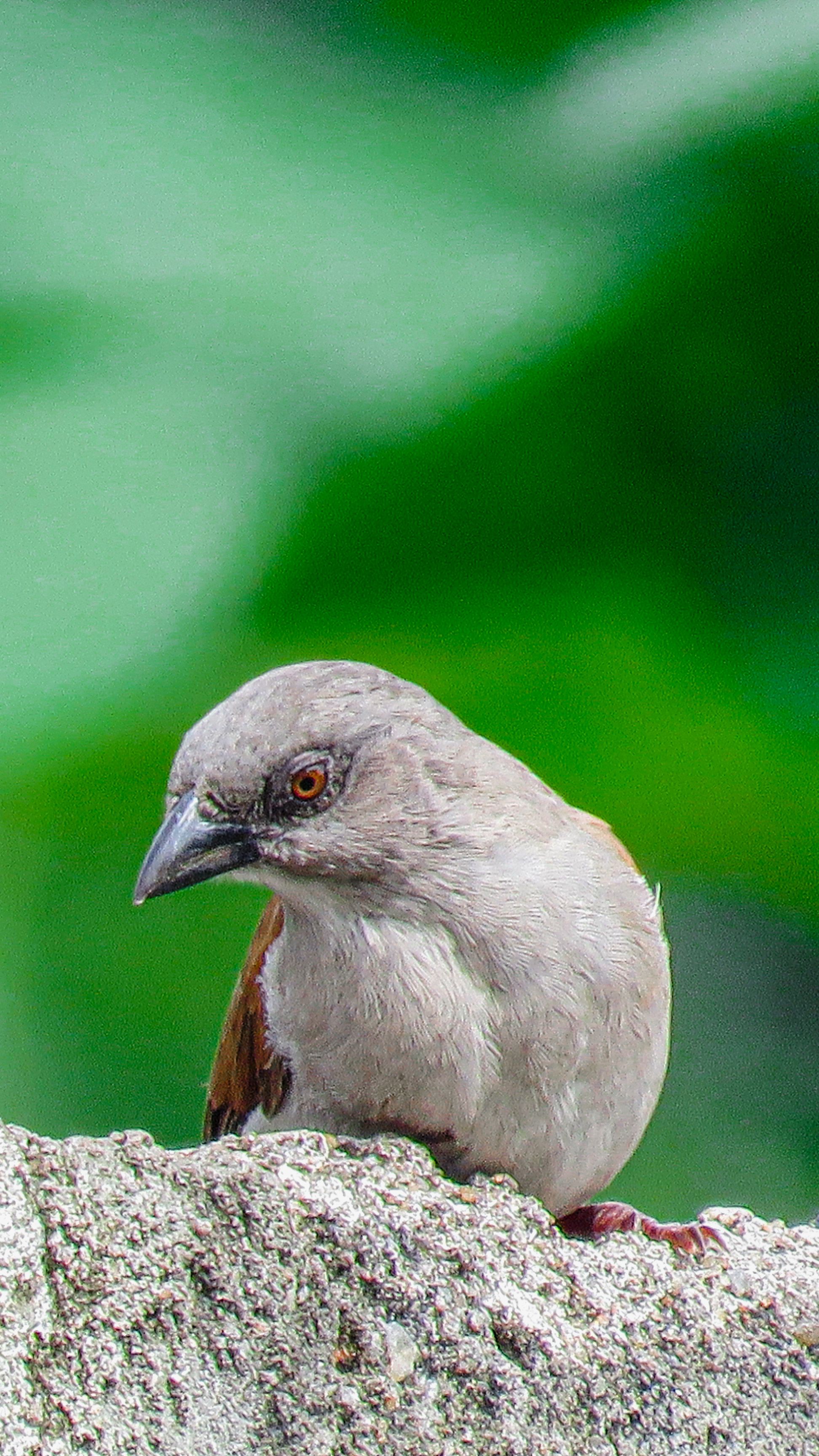 Close-up of a Sparro Species on a Stone · Free Stock Photo