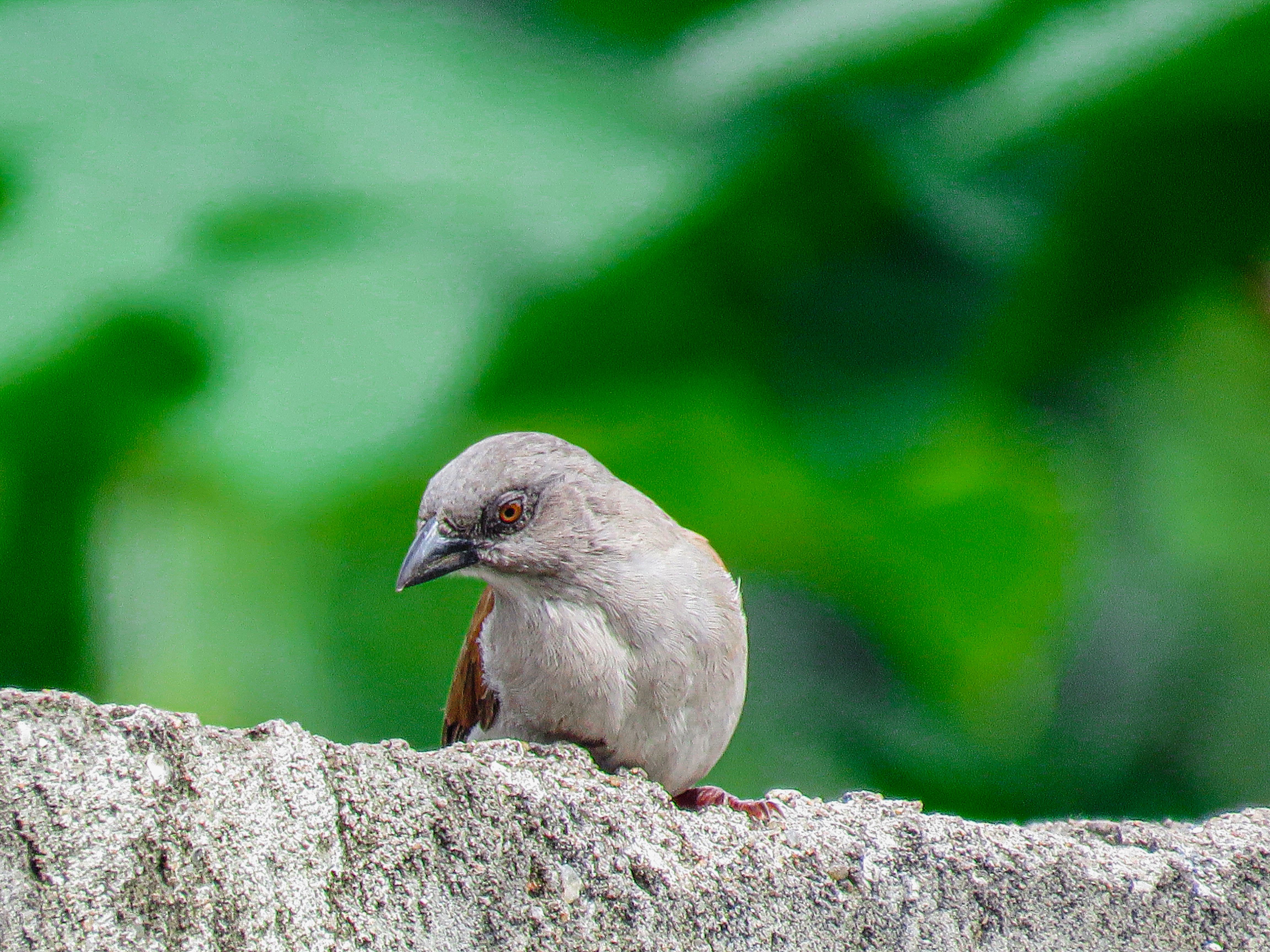 Close-up of a Sparrow on a Wall with Greenery · Free Stock Photo