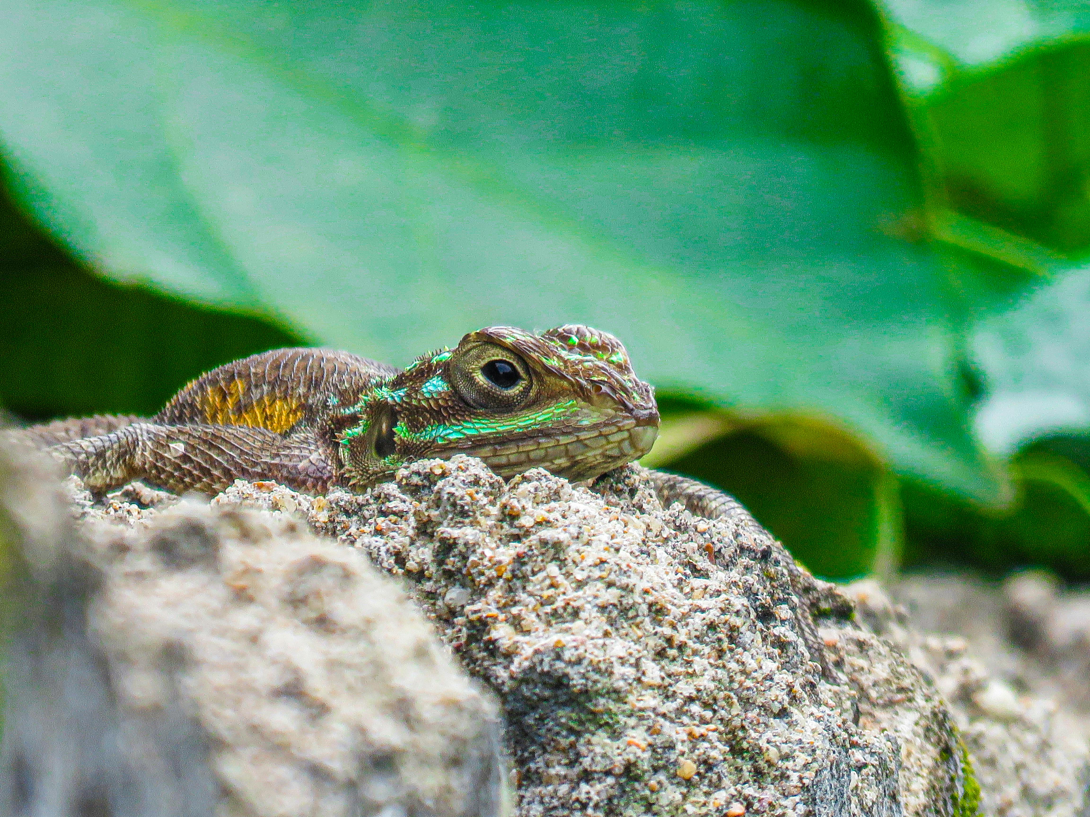Lizard That Eats Insects Photos, Download The BEST Free Lizard That ...