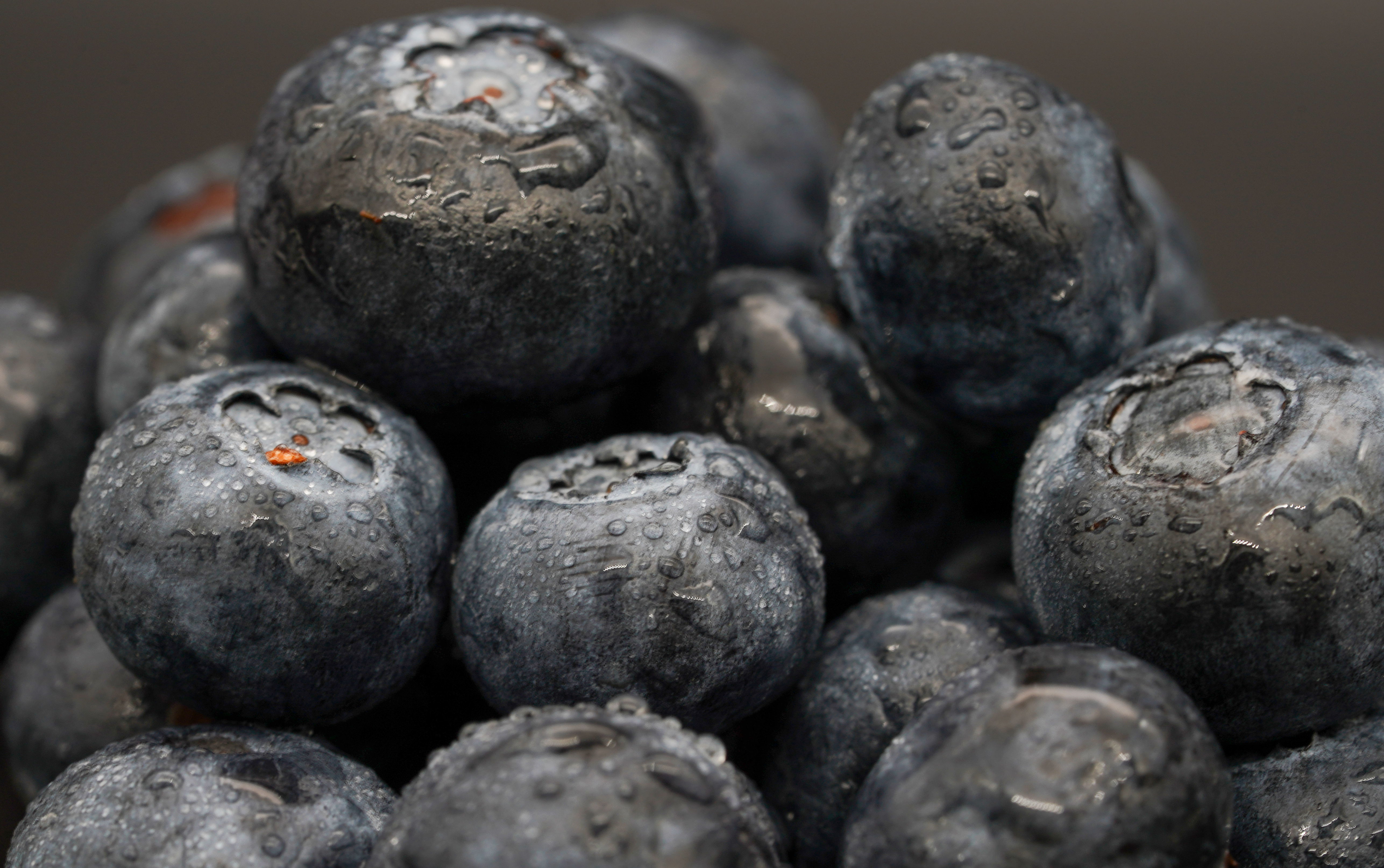 Blueberry Lot · Free Stock Photo