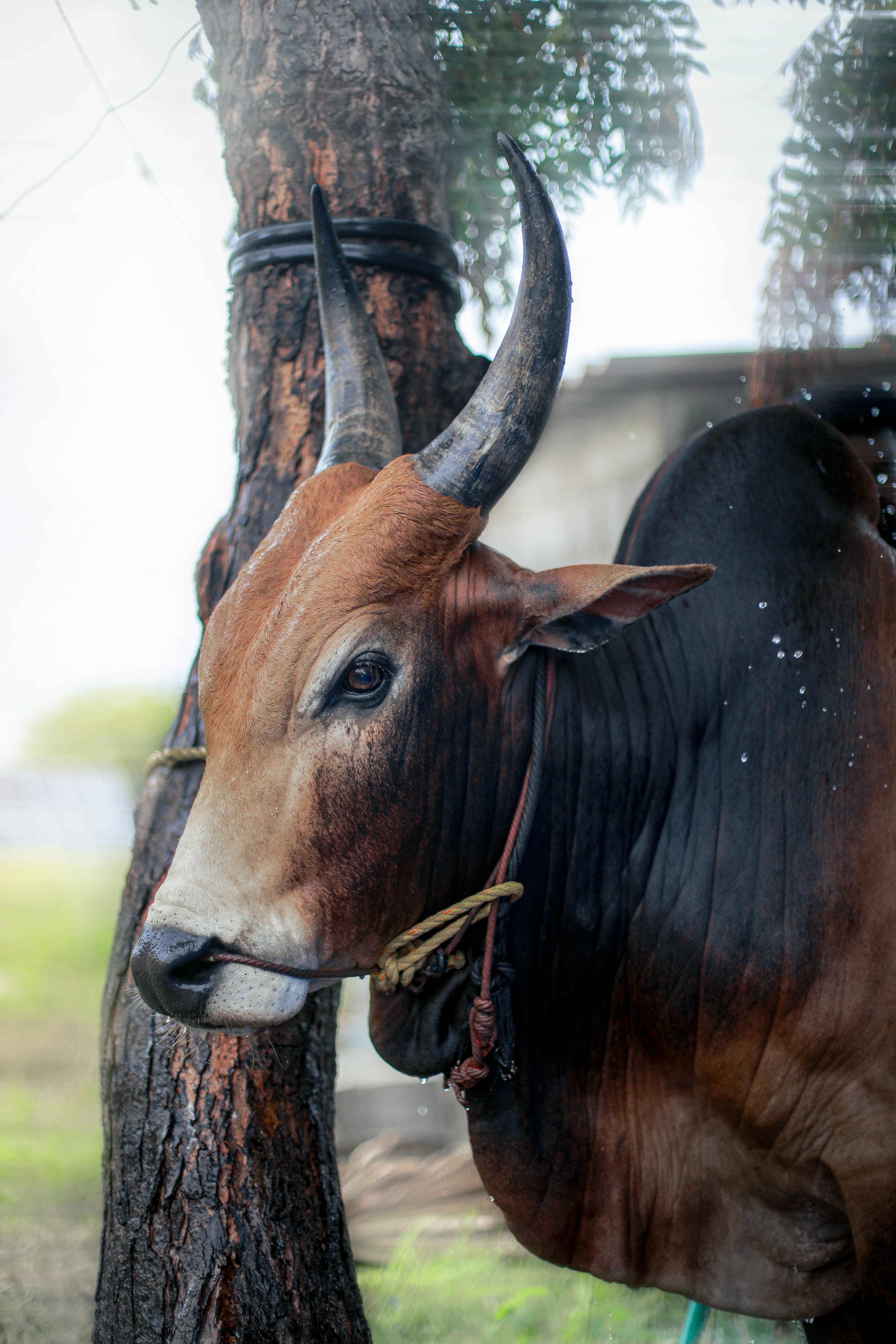 Majestic Bull Tied to a Tree in Rural India · Free Stock Photo