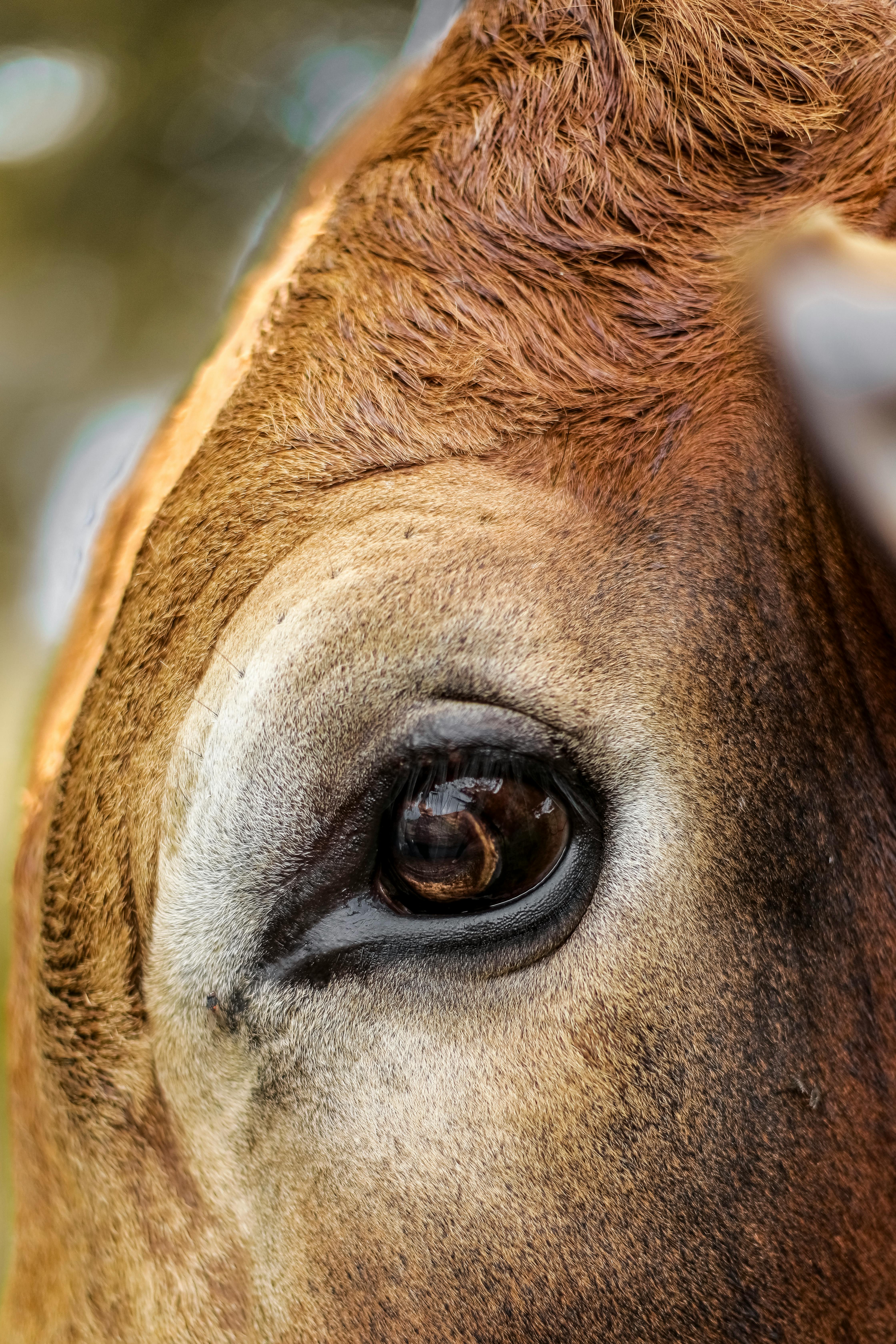 Majestic Bull's Eye Close-Up in Nature · Free Stock Photo