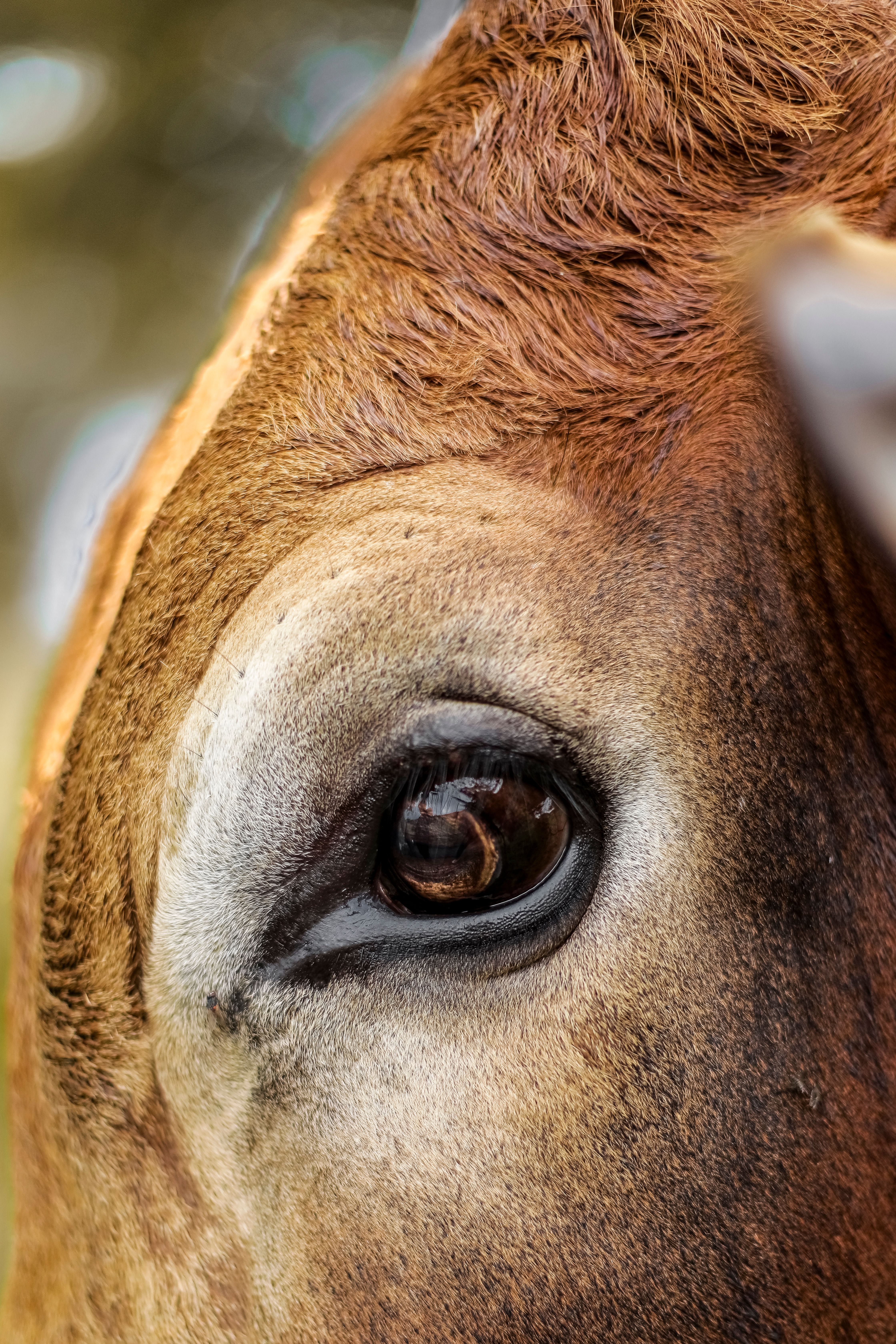 Majestic Bull's Eye Close-Up in Nature · Free Stock Photo