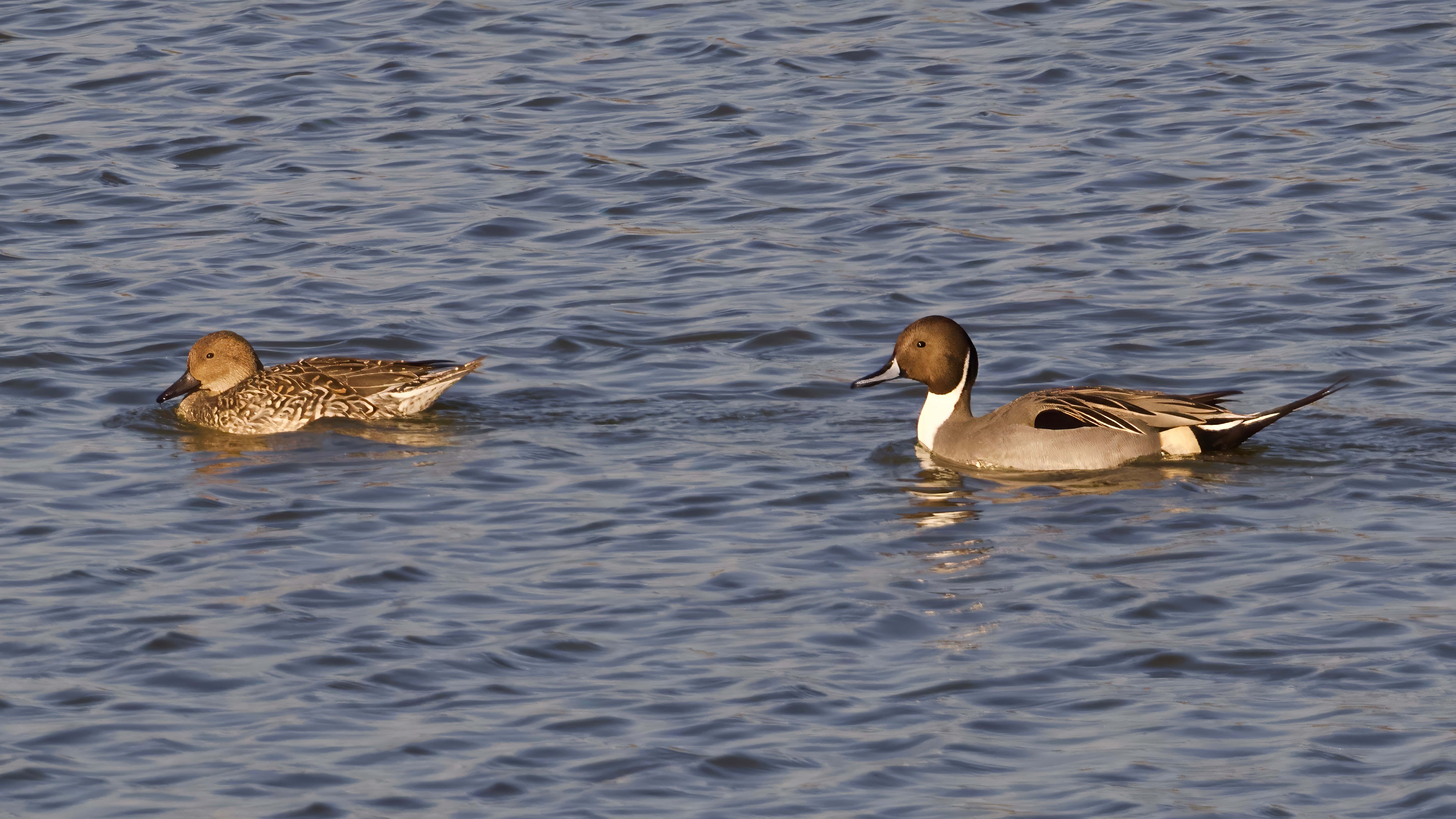 Pareja De Patos De Cola Blanca Nadando En Alabama · Foto de stock gratuita