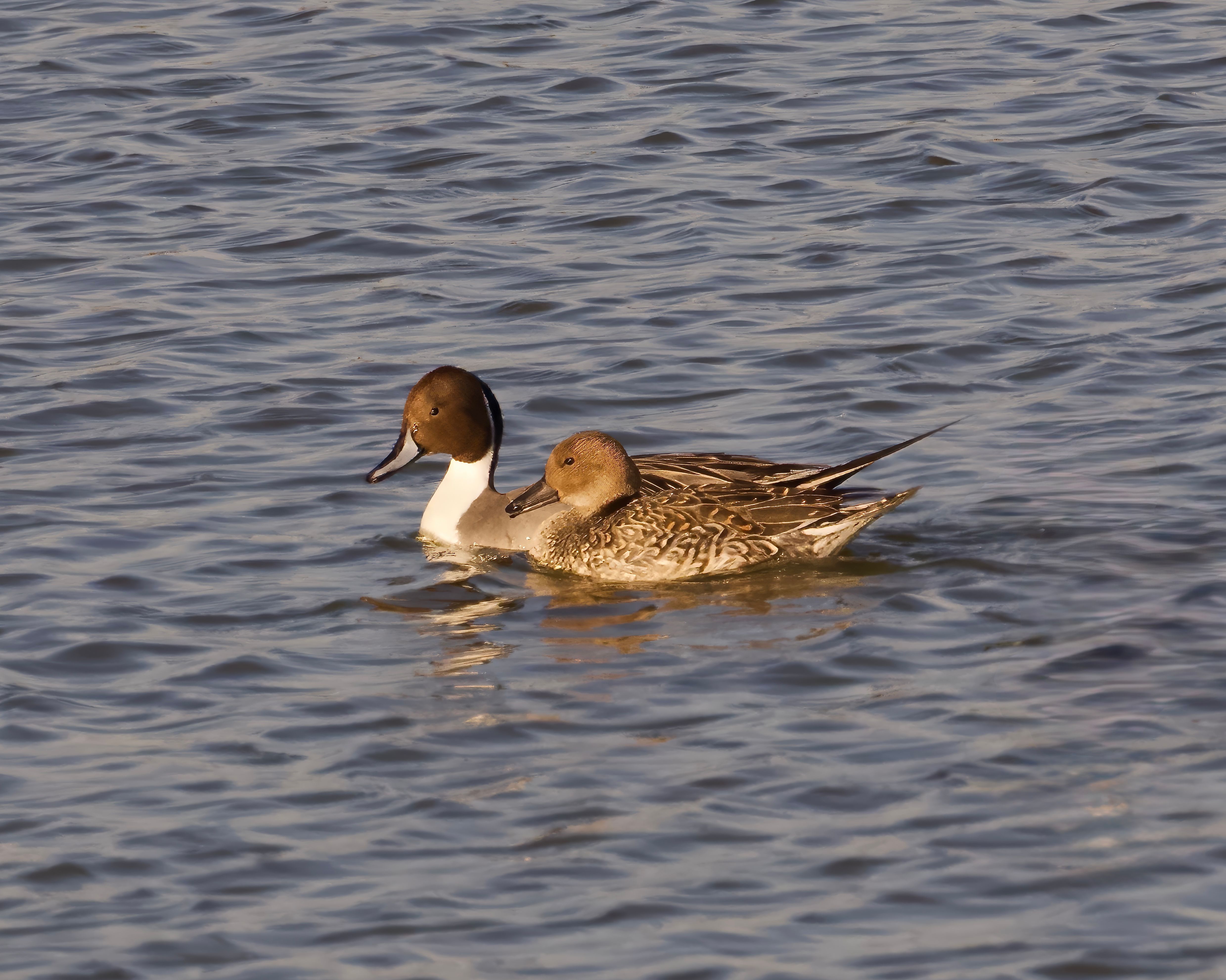 Saltese Wetlands Photos, Download The BEST Free Saltese Wetlands Stock ...