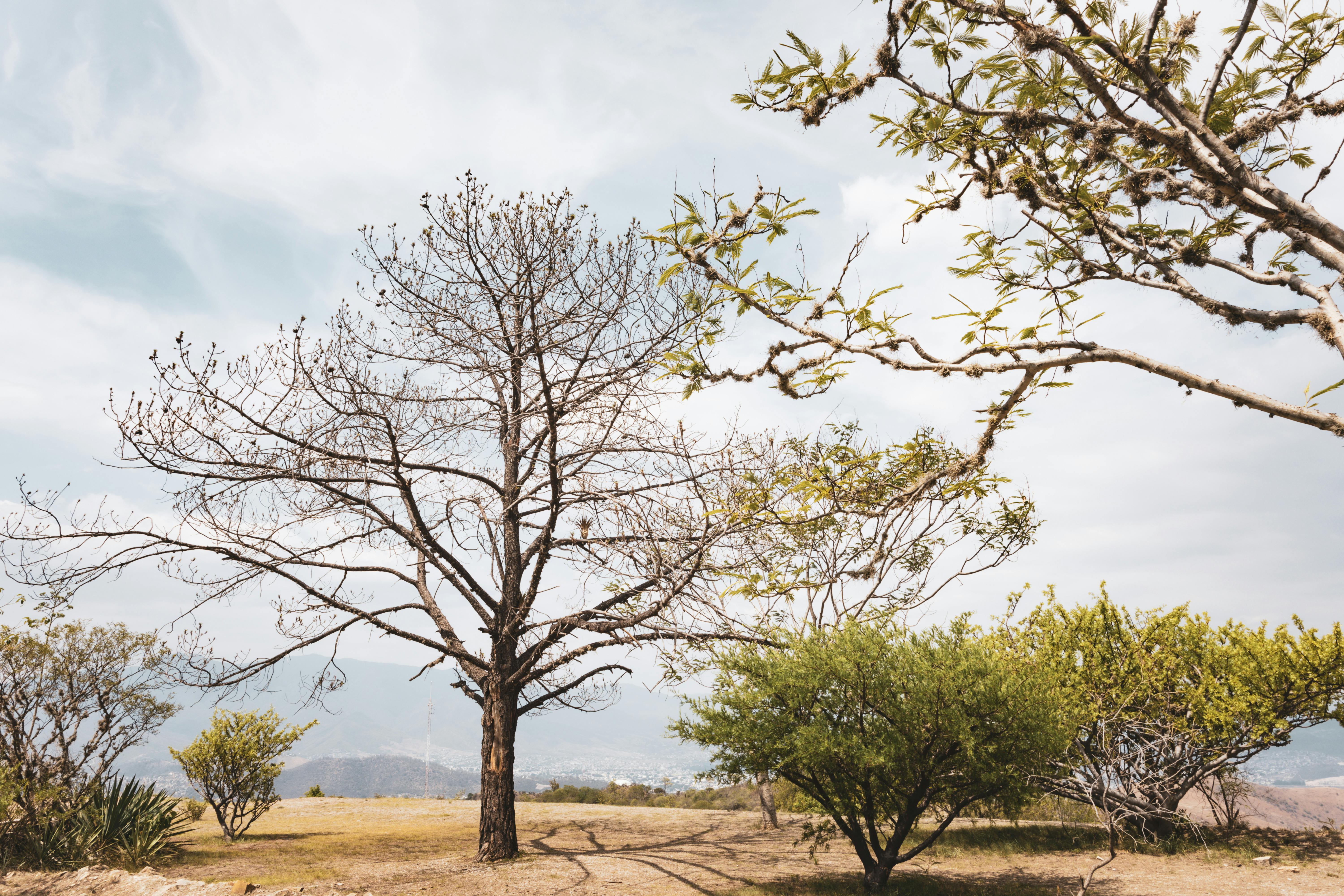 Serene Landscape with Leafless Tree in Spring · Free Stock Photo