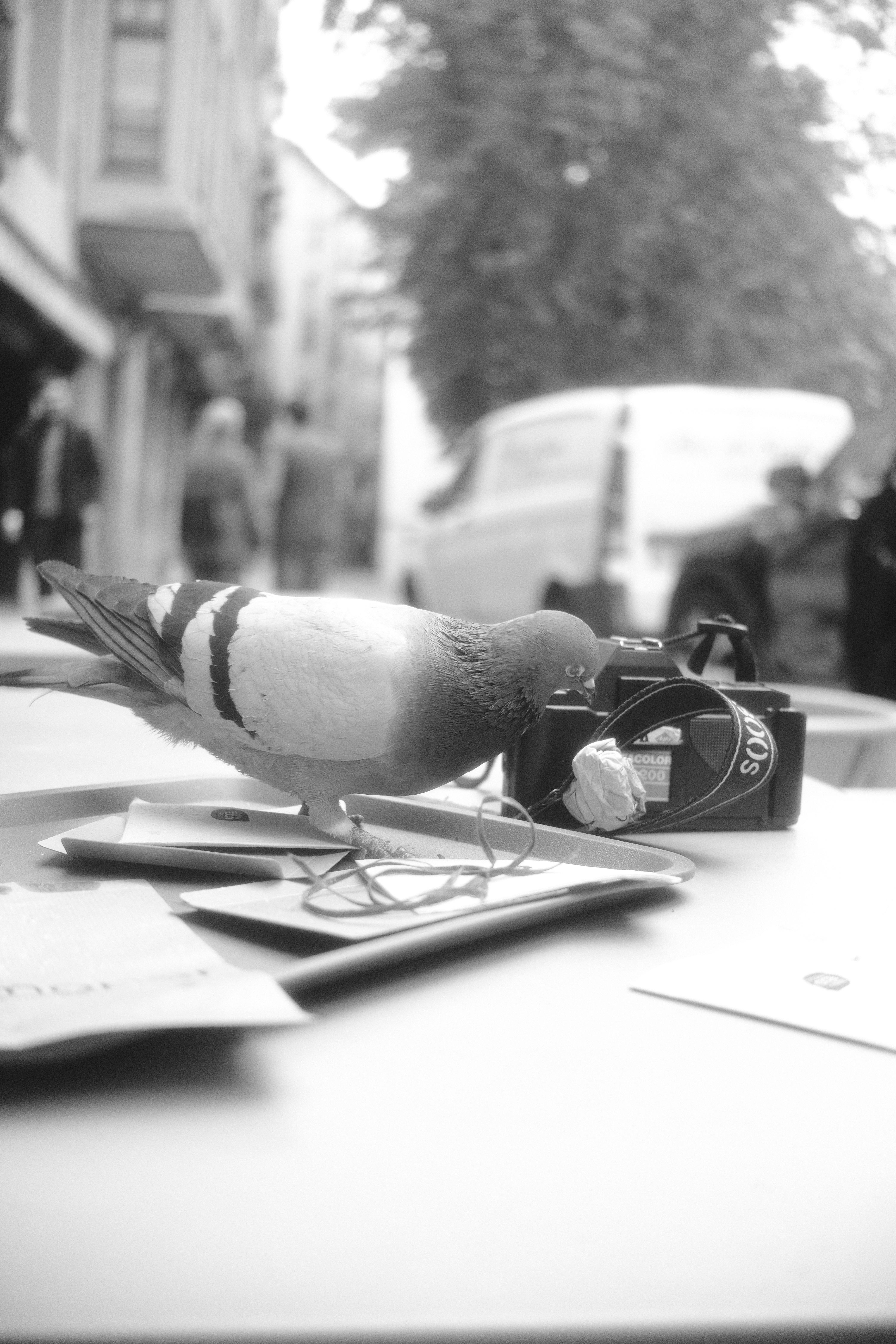 Curious Pigeon Exploring a Camera Outdoors · Free Stock Photo