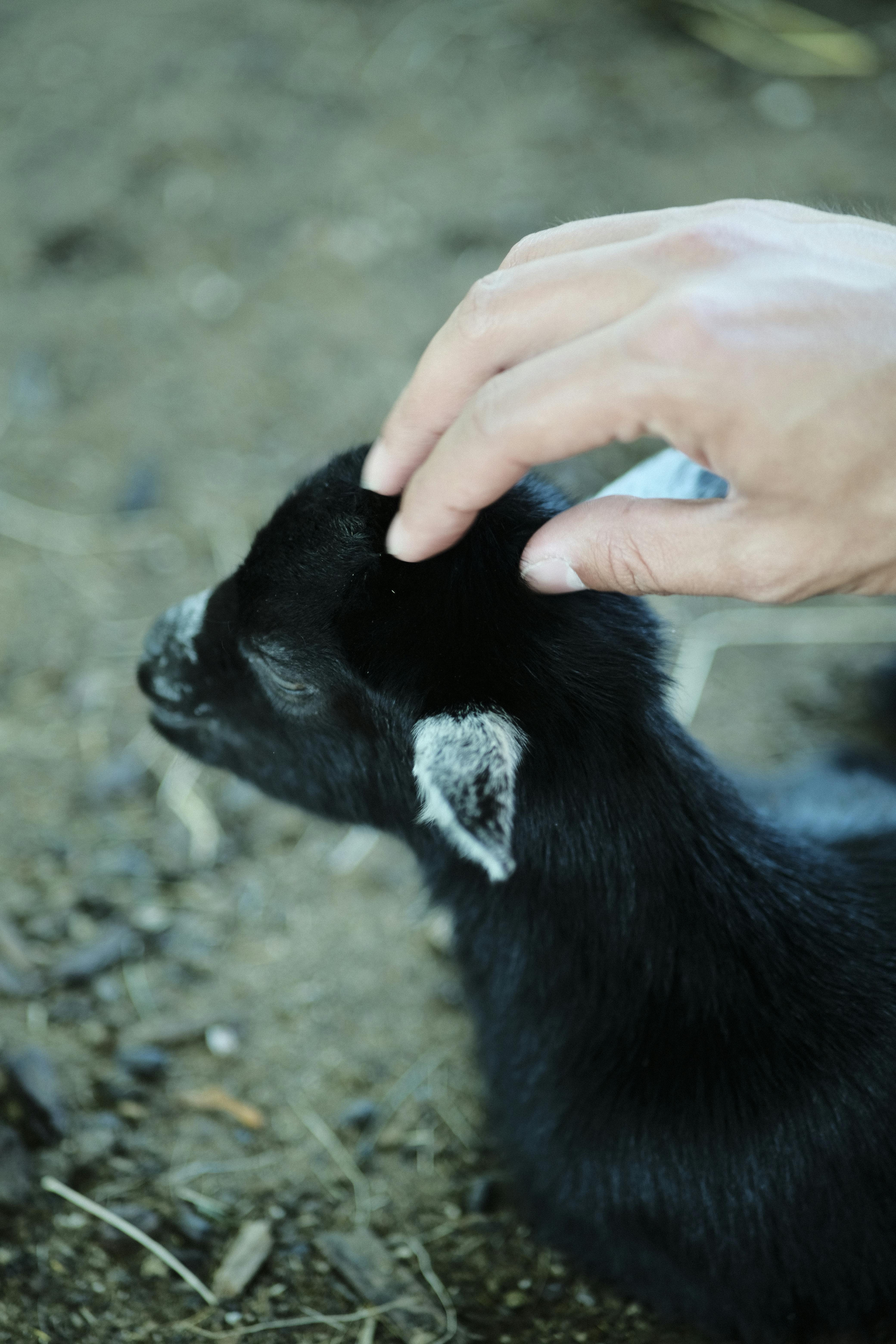 Gentle Touch on a Baby Goat Outdoors · Free Stock Photo