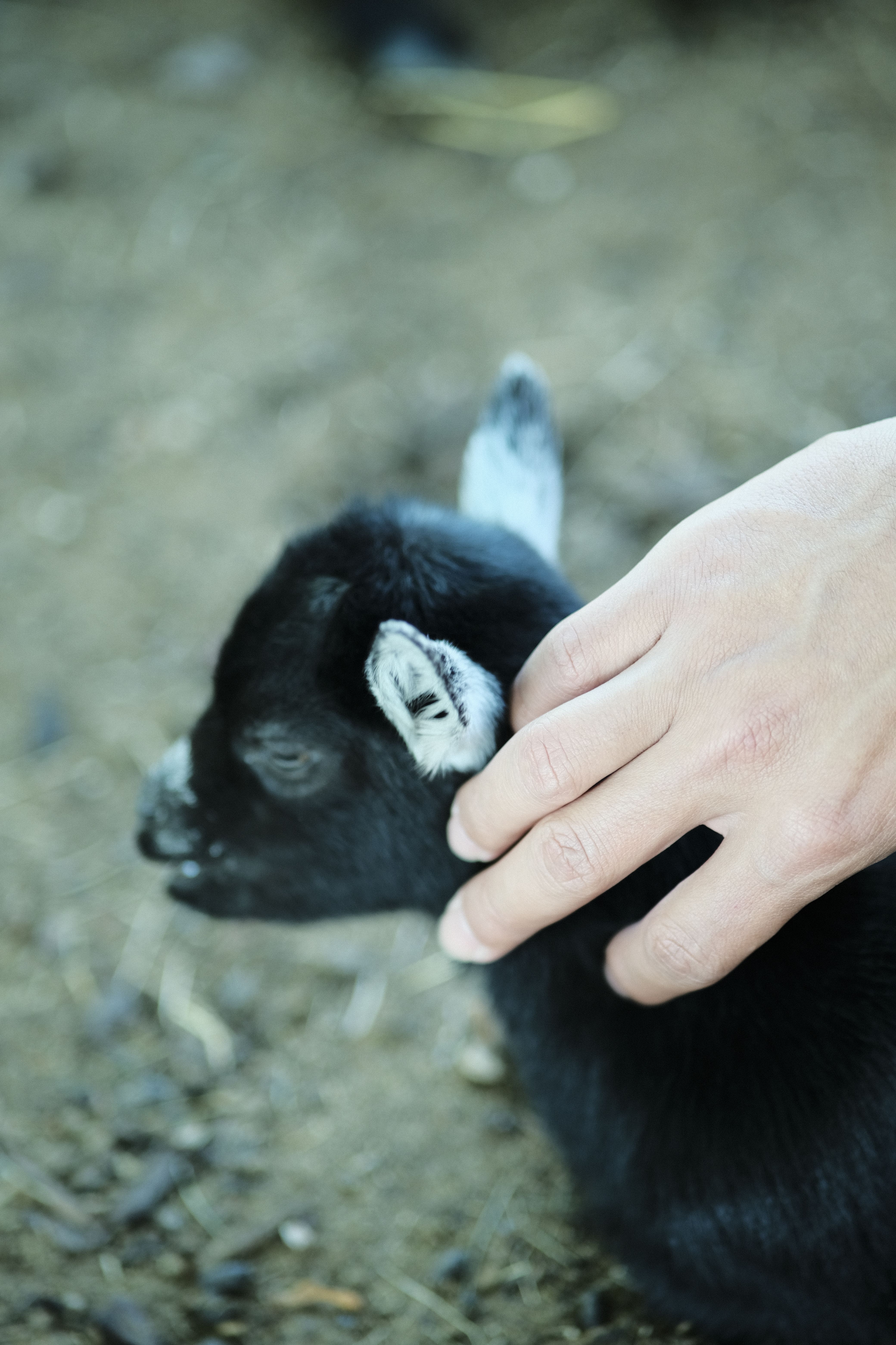Gentle hand petting a young black goat · Free Stock Photo