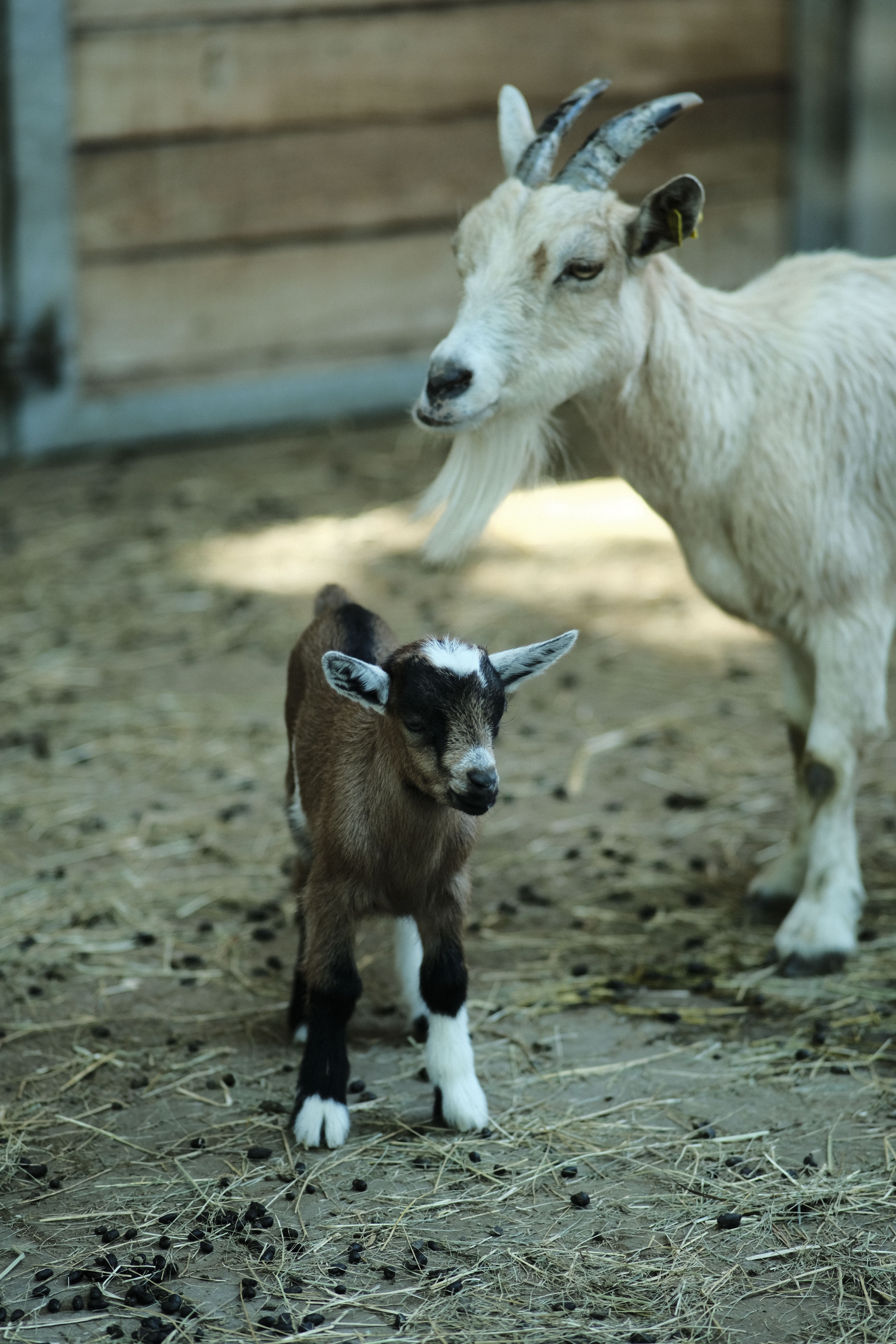 Goat and Kid in Rustic Farm Setting · Free Stock Photo